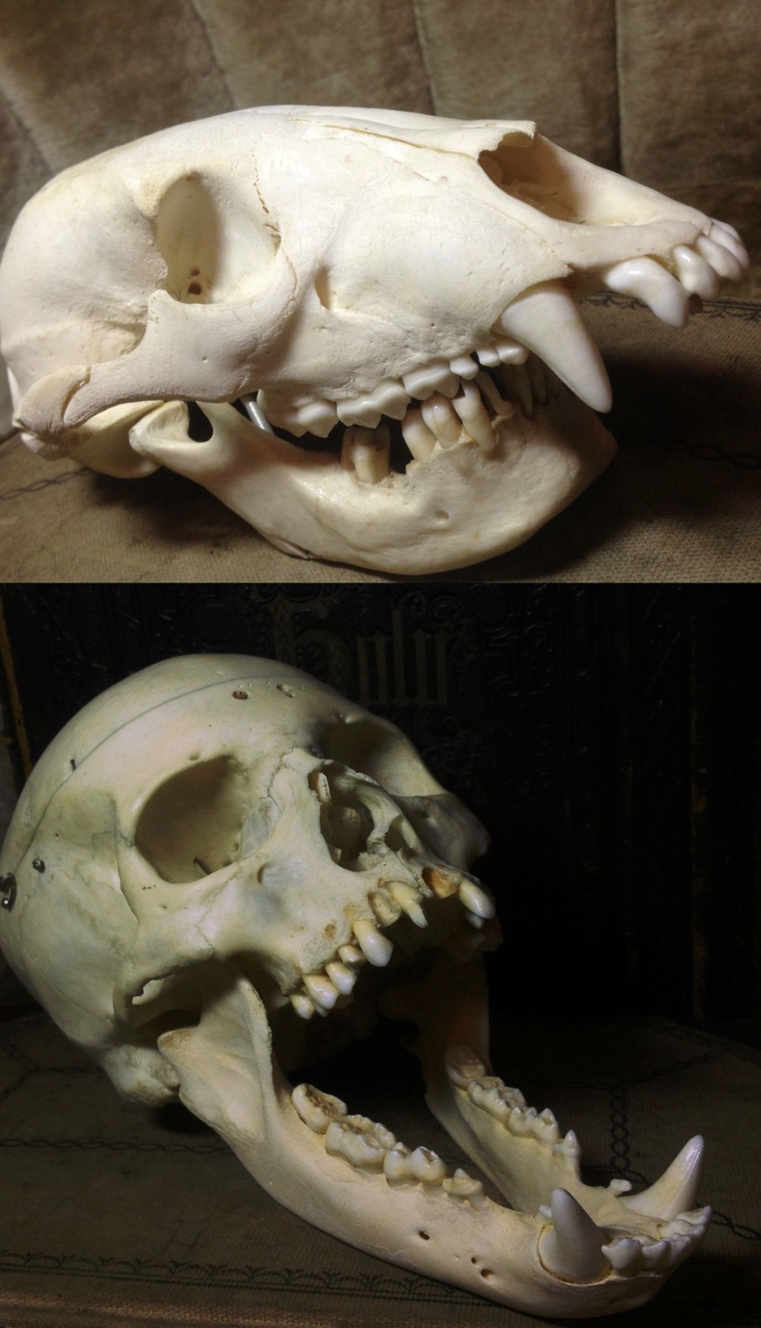 50 Cursed Randoms for a Terror-Filled Night's Sleep | eBaum's World