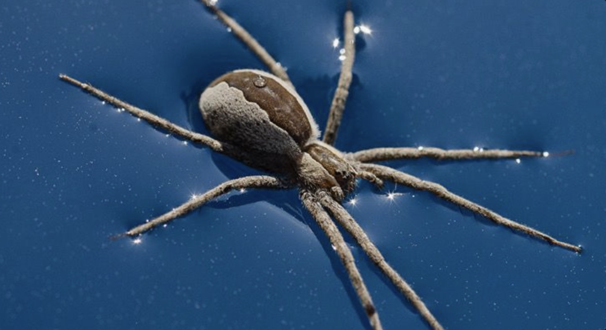 40 Fascinating Photos Providing Stimulating Imagery | eBaum's World