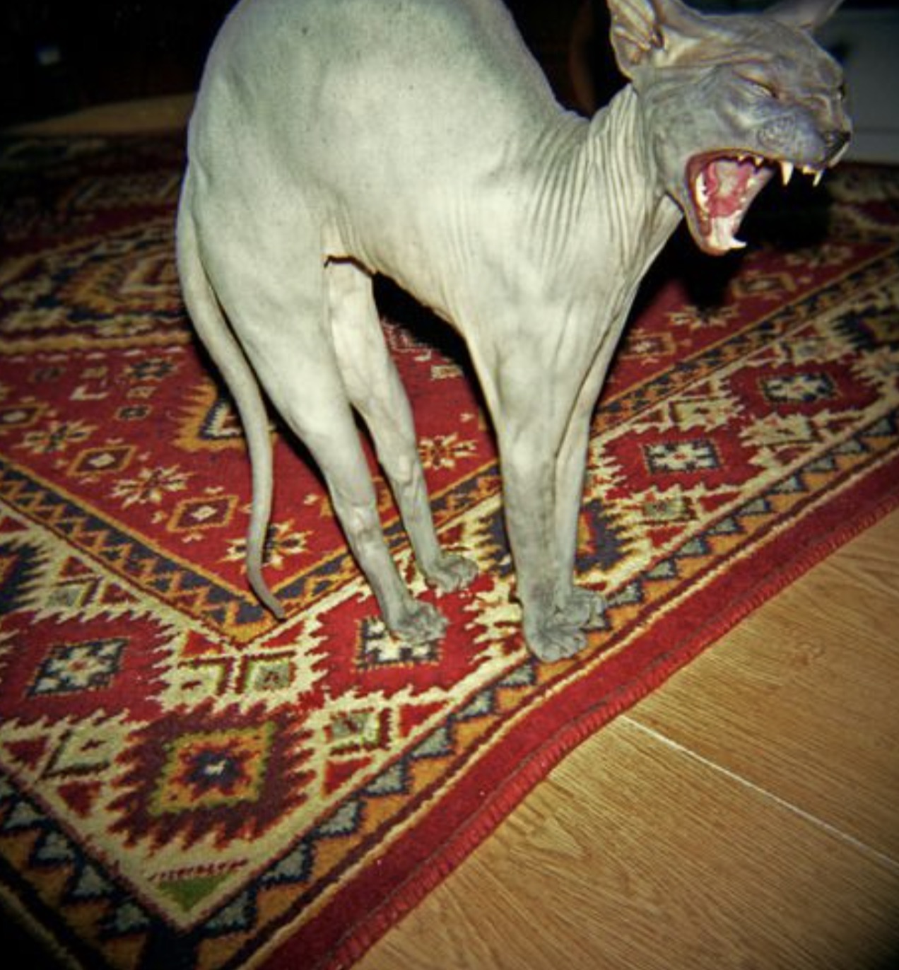 Unsettling Photos to Make You Feel a Bit Uneasy | eBaum's World