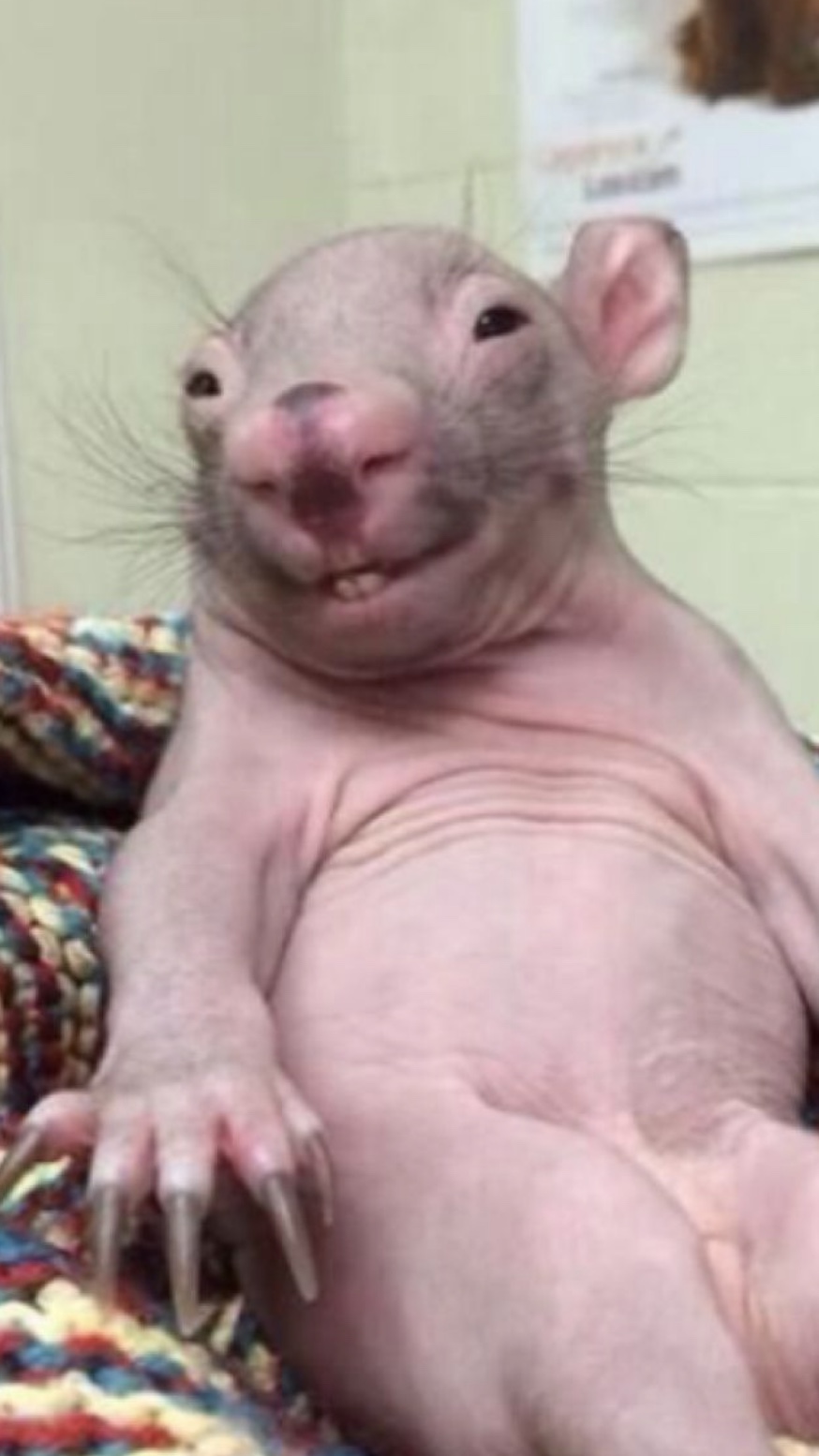 Cheeky Animals With a Unique Look About Them | eBaum's World