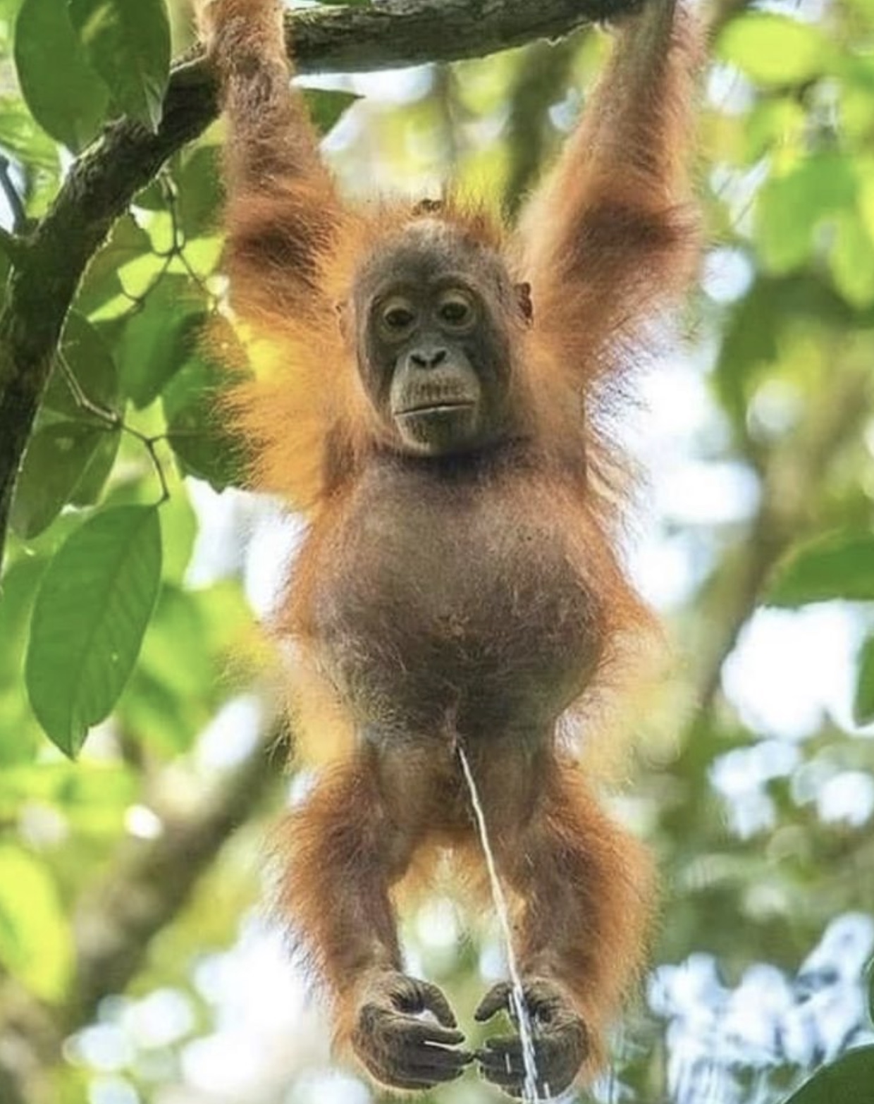 Cheeky Animals With a Unique Look About Them | eBaum's World
