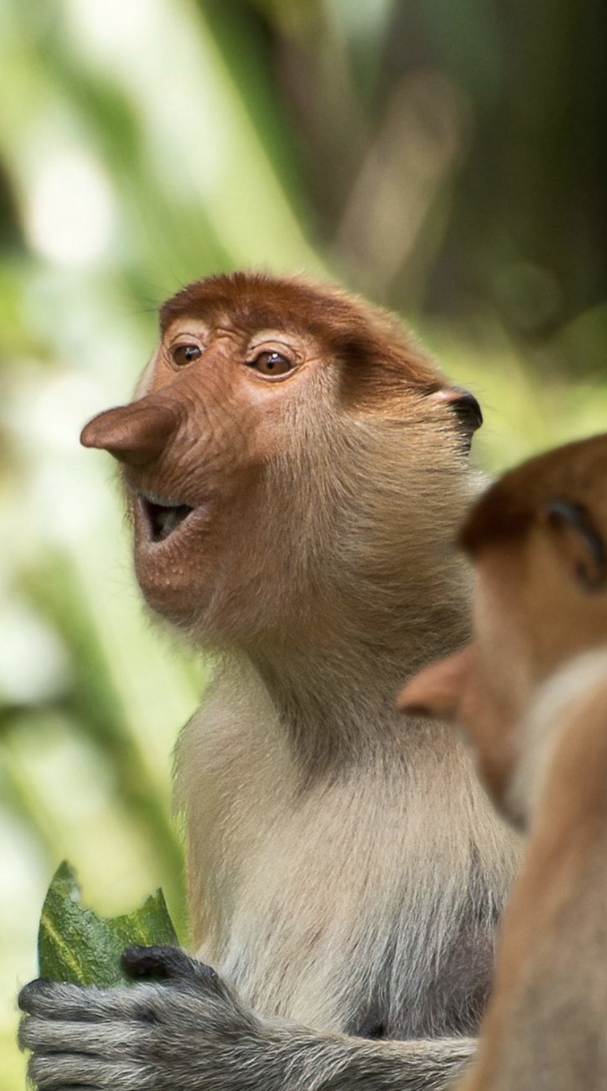 Cheeky Animals With a Unique Look About Them | eBaum's World