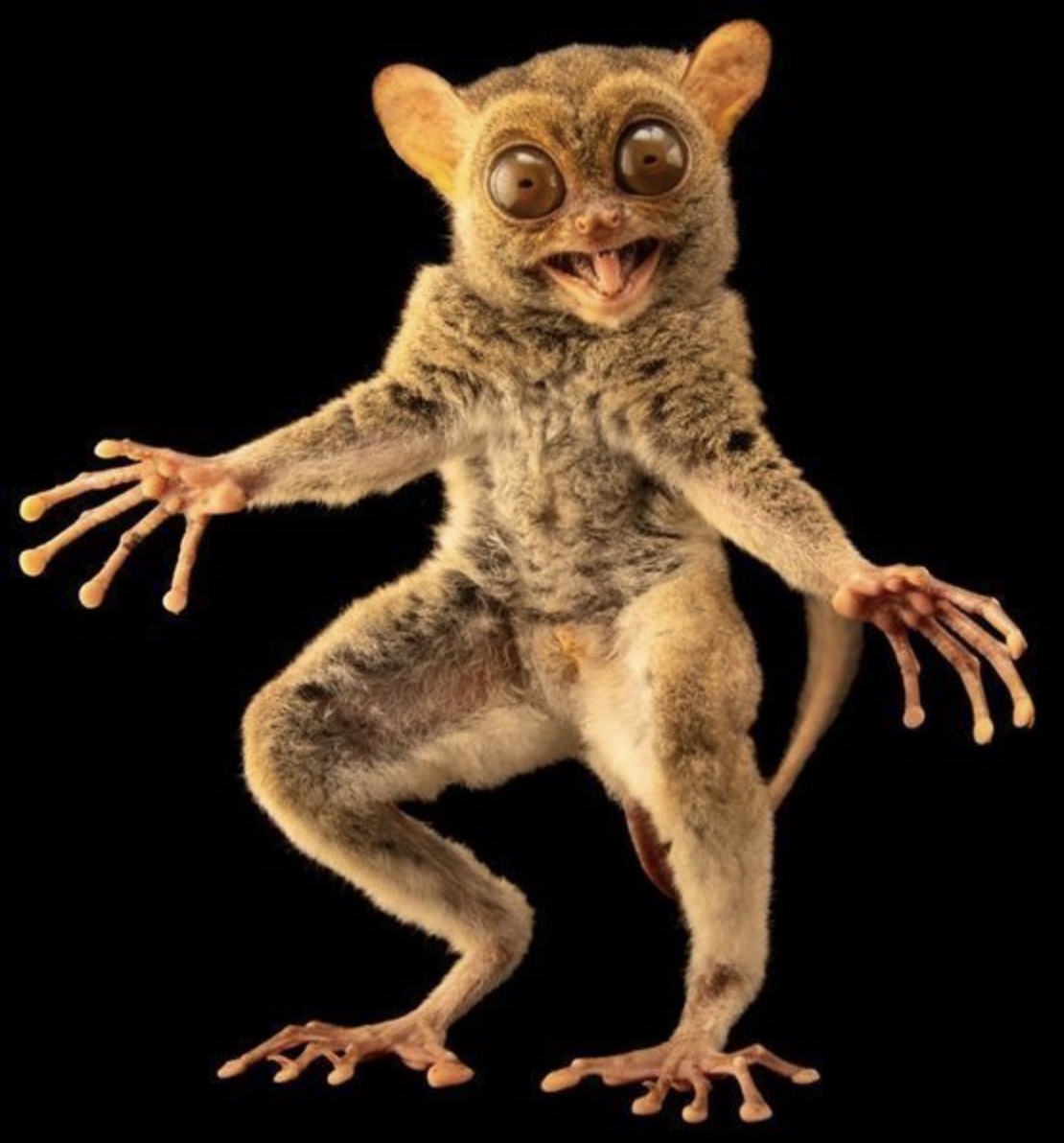 Cheeky Animals With a Unique Look About Them | eBaum's World