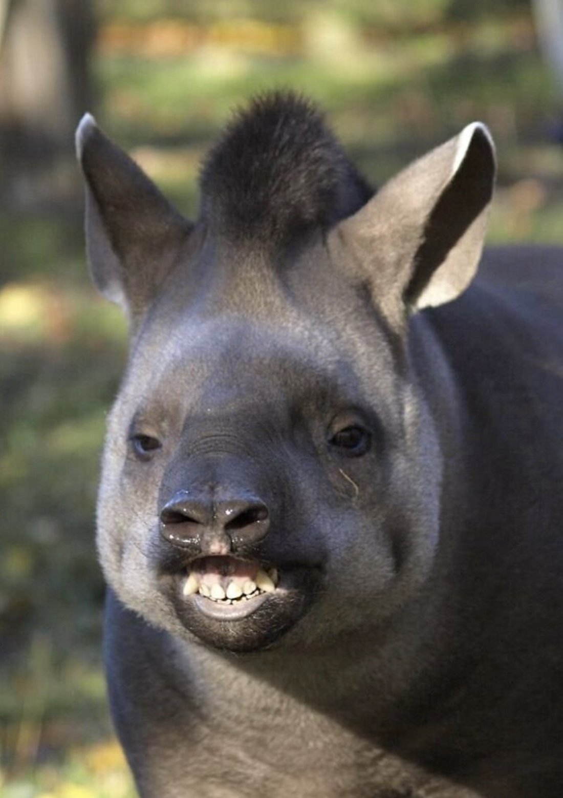 Cheeky Animals With a Unique Look About Them | eBaum's World