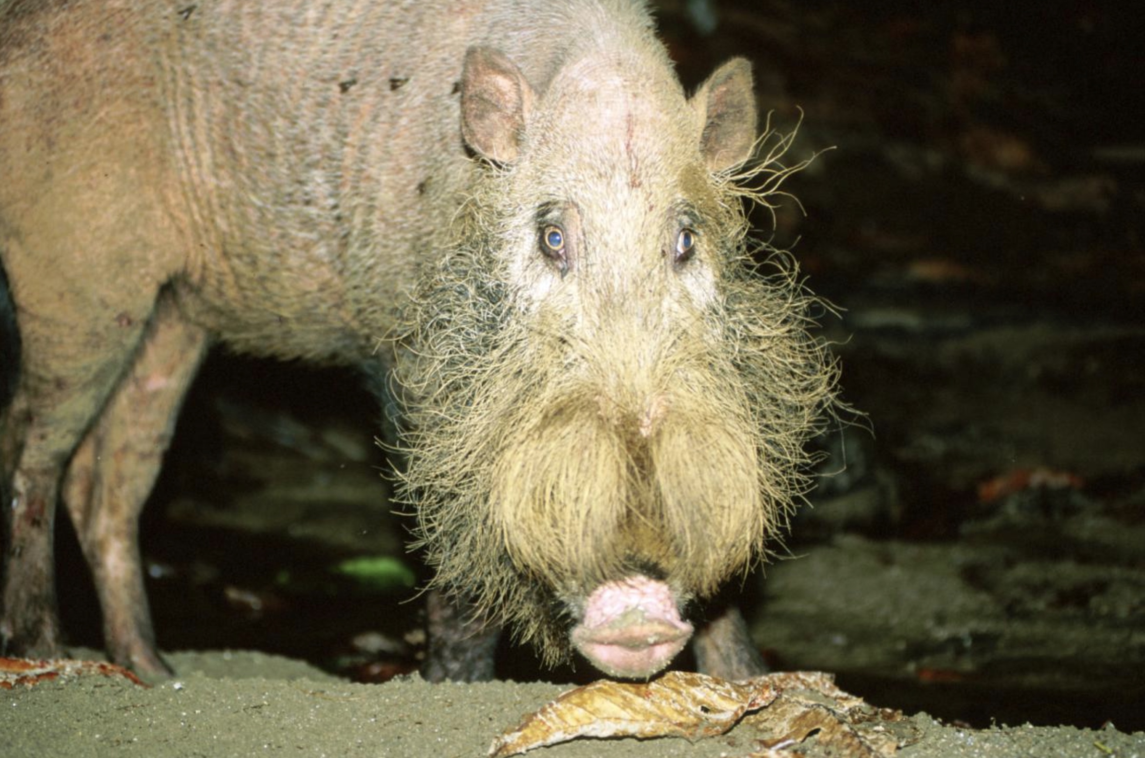 Cheeky Animals With a Unique Look About Them | eBaum's World