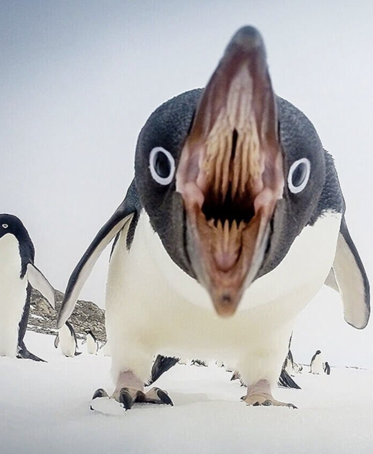 Cheeky Animals With a Unique Look About Them | eBaum's World