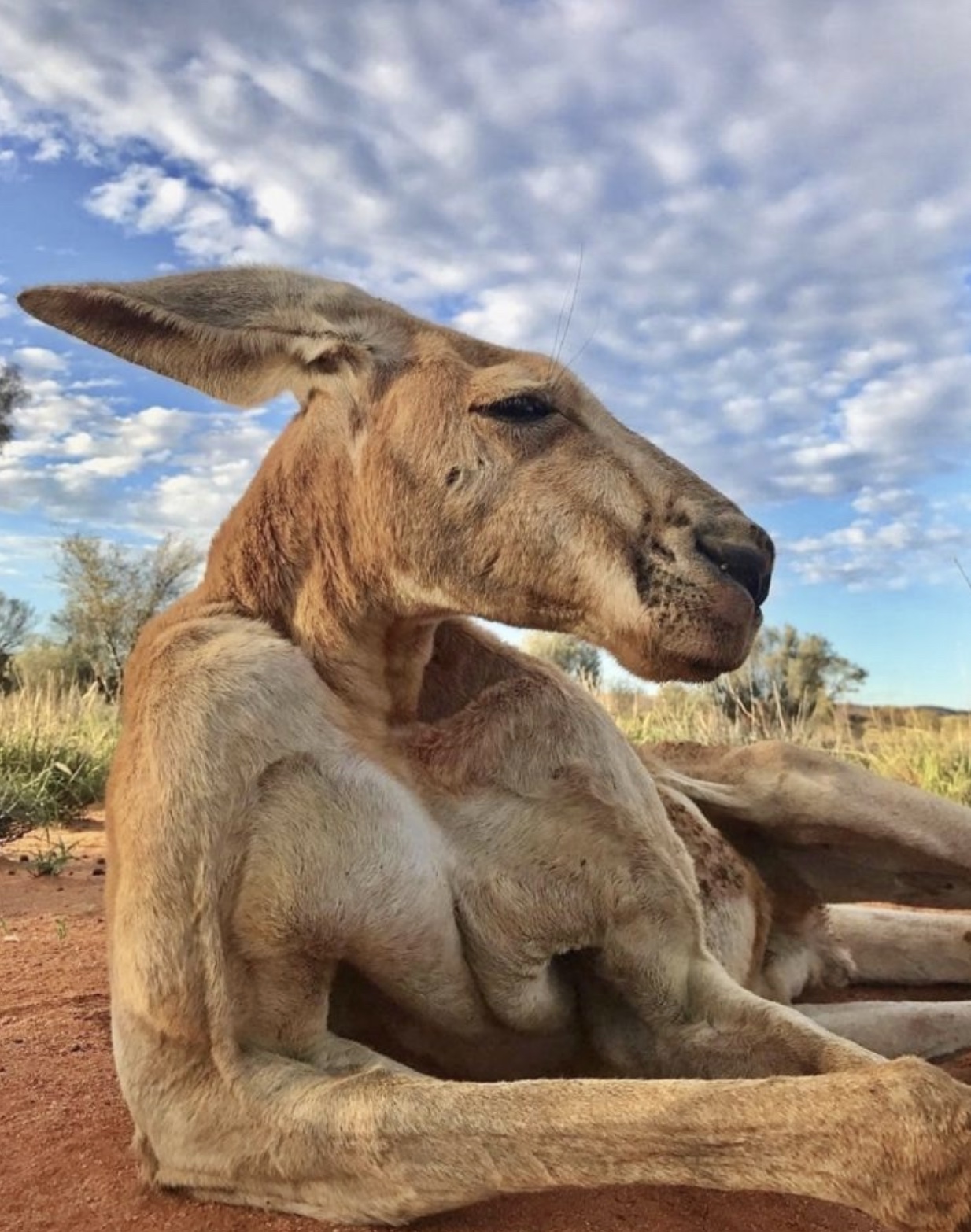 Cheeky Animals With a Unique Look About Them | eBaum's World