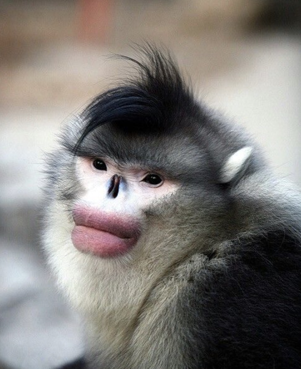 Cheeky Animals With a Unique Look About Them | eBaum's World