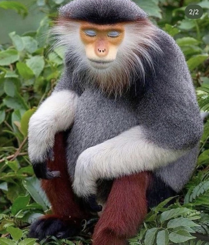 Cheeky Animals With a Unique Look About Them | eBaum's World