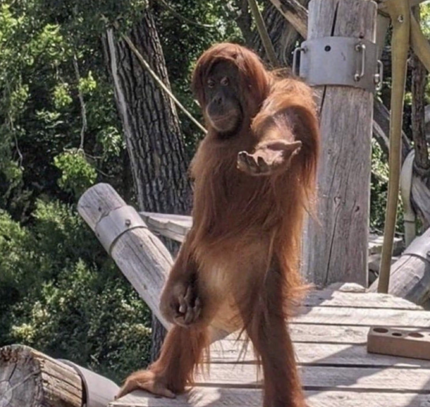 Cheeky Animals With a Unique Look About Them | eBaum's World