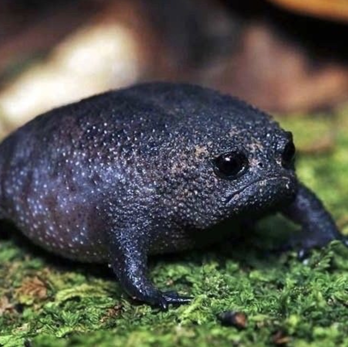 Cheeky Animals With a Unique Look About Them | eBaum's World