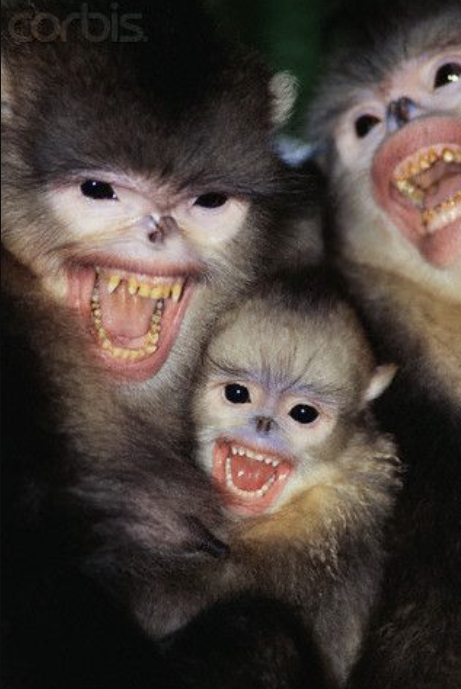 Cheeky Animals With a Unique Look About Them | eBaum's World