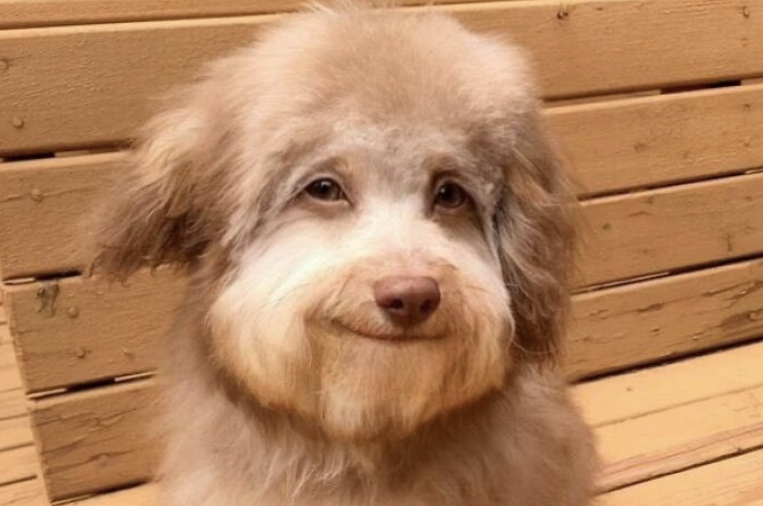 Cheeky Animals With a Unique Look About Them | eBaum's World