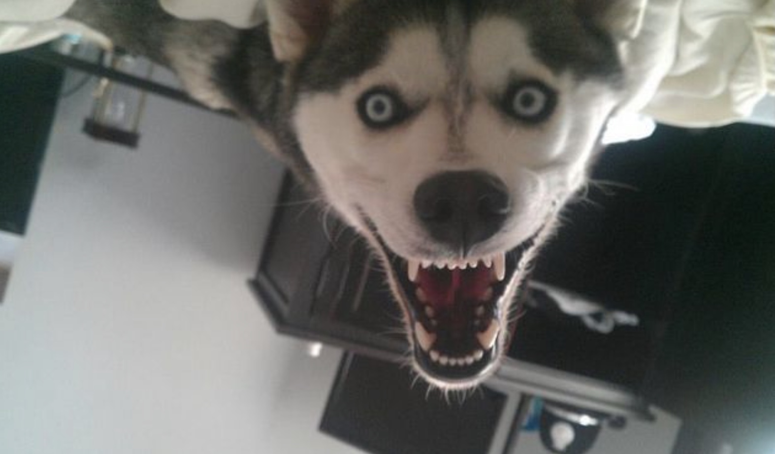 Cheeky Animals With a Unique Look About Them | eBaum's World