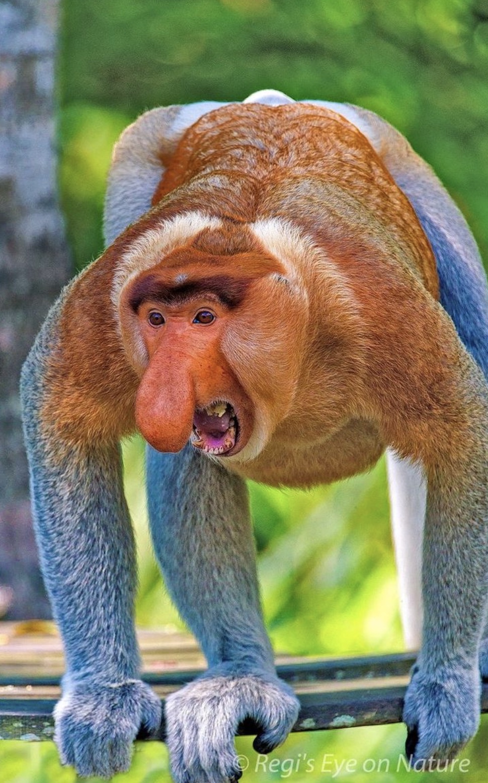 Cheeky Animals With a Unique Look About Them | eBaum's World