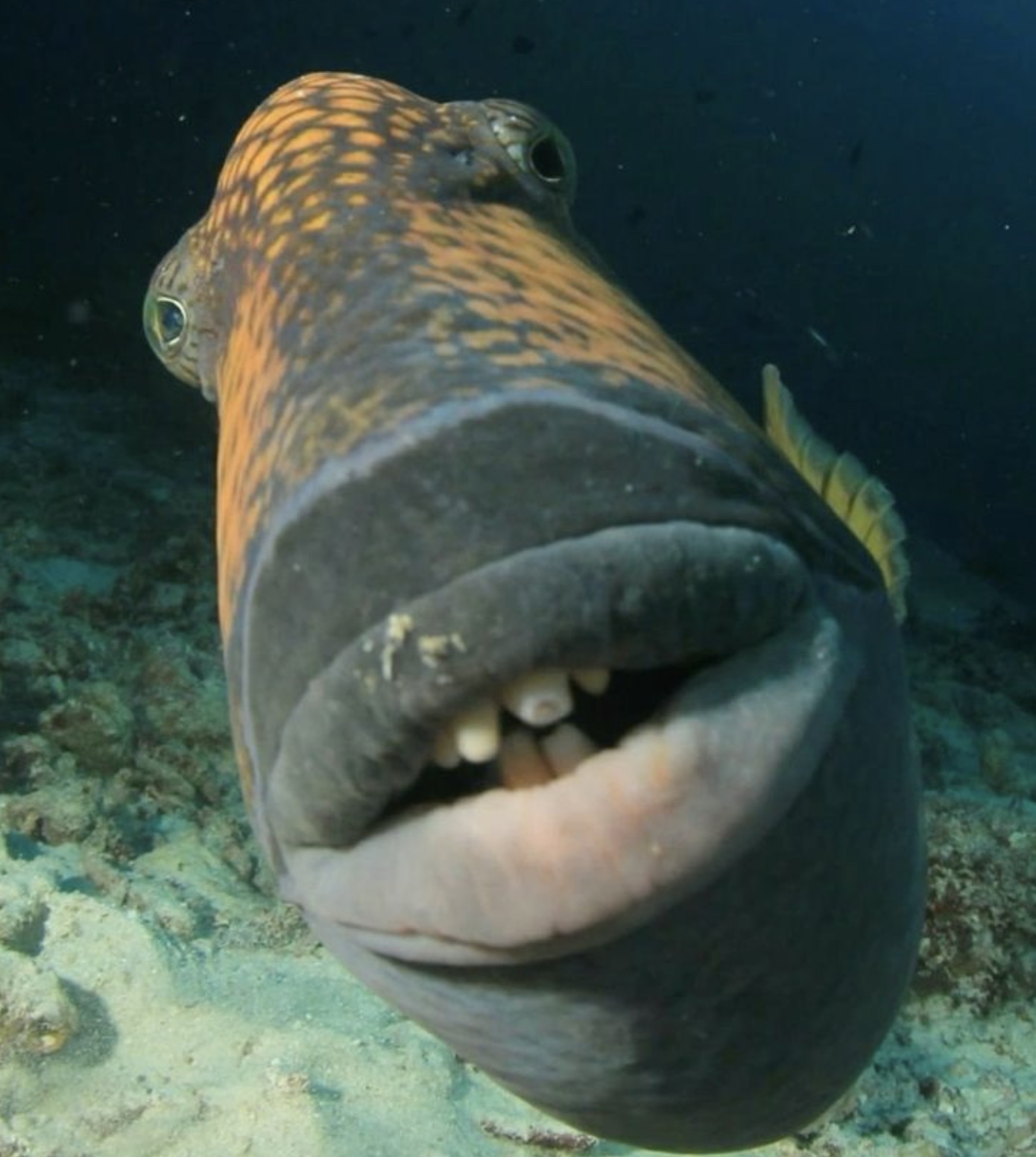 Cheeky Animals With a Unique Look About Them | eBaum's World