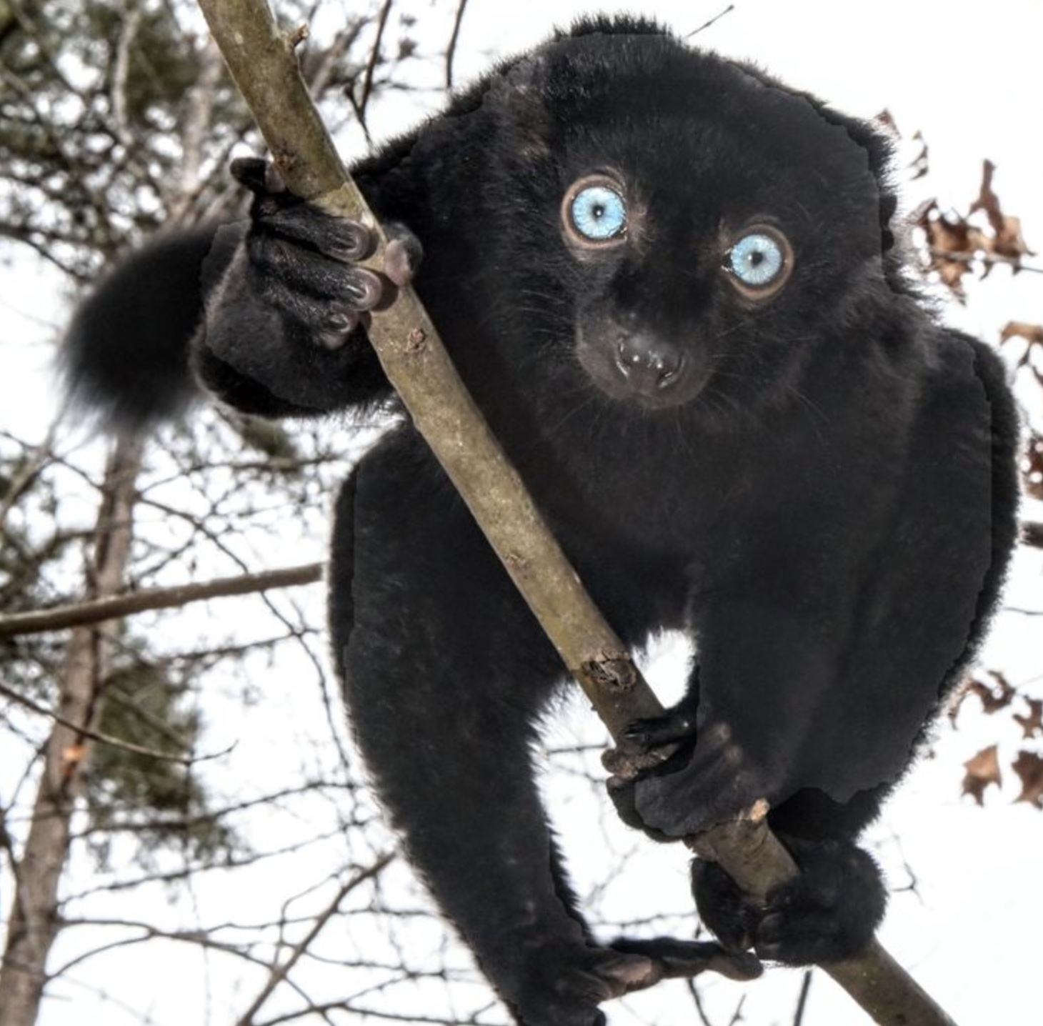Cheeky Animals With a Unique Look About Them | eBaum's World