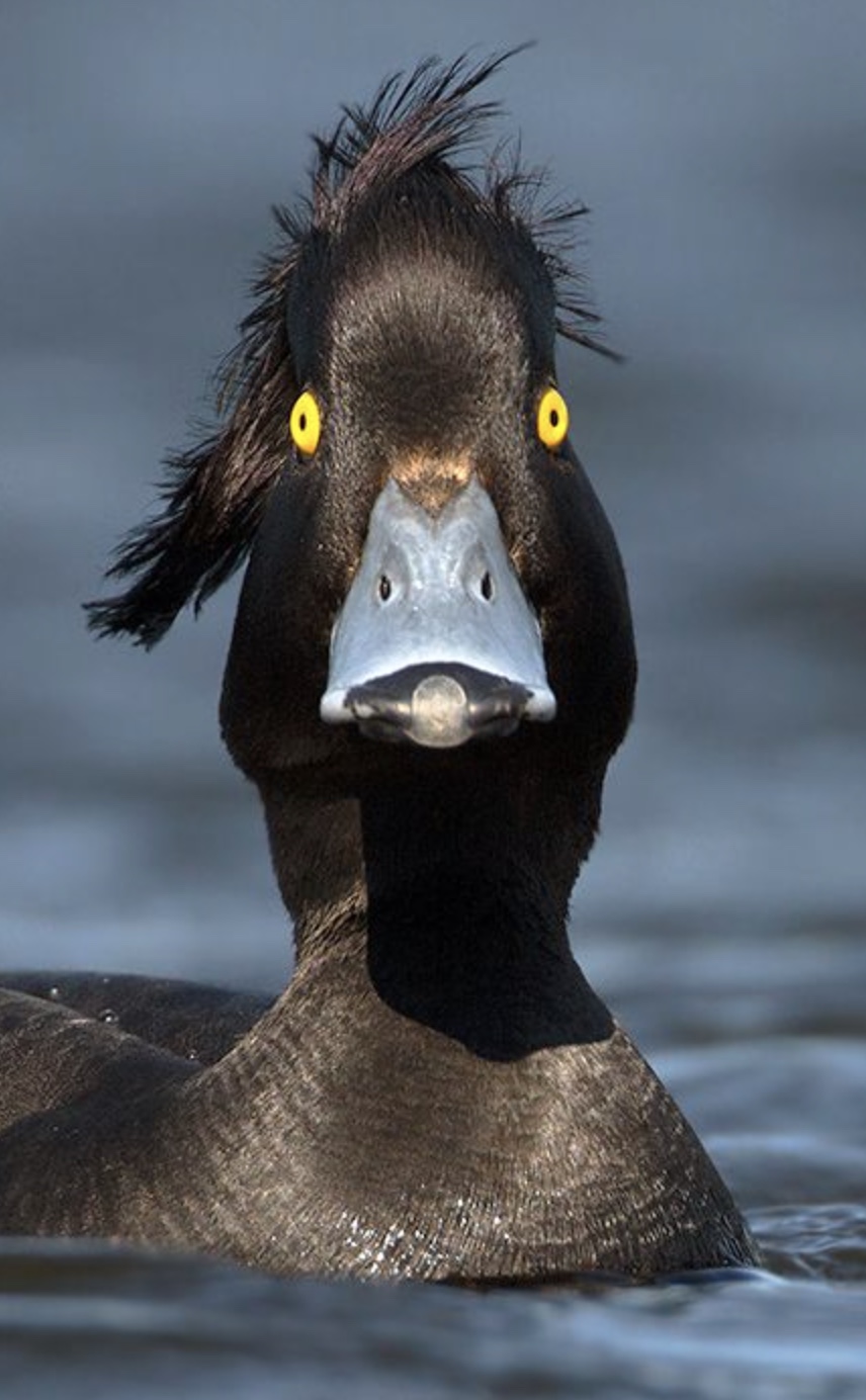 Cheeky Animals With a Unique Look About Them | eBaum's World
