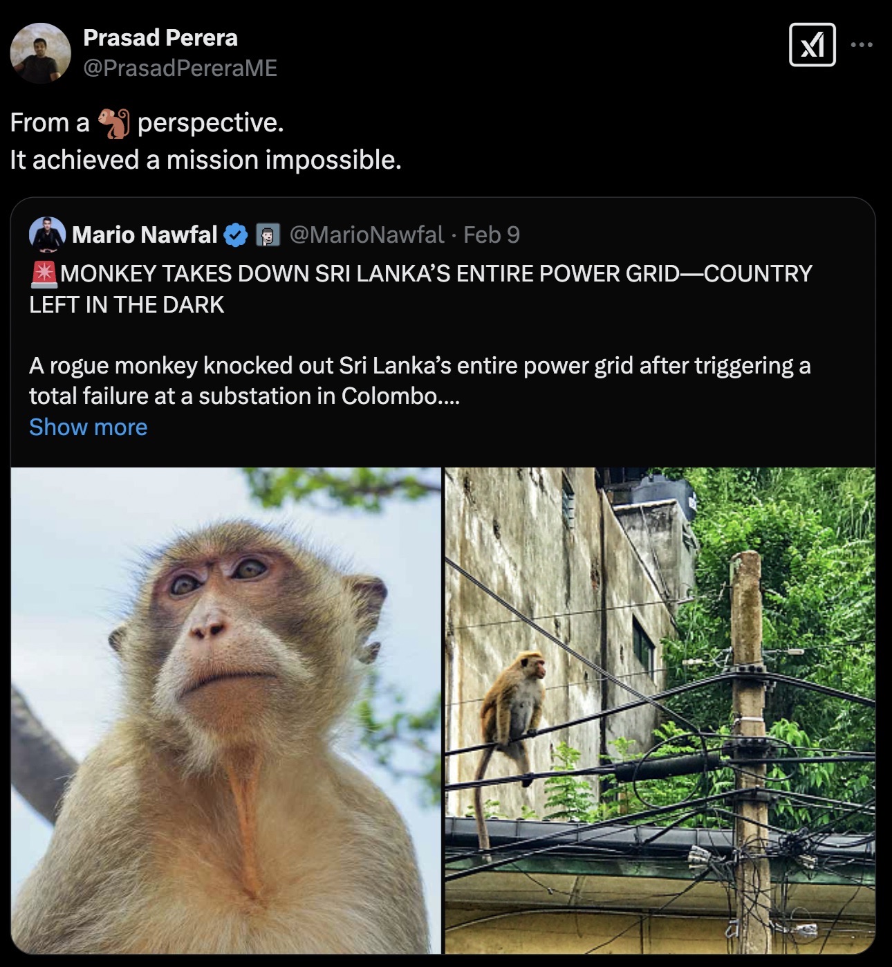 26 Tweets and Reactions to the Monkey Who Caused a Nationwide Blackout ...