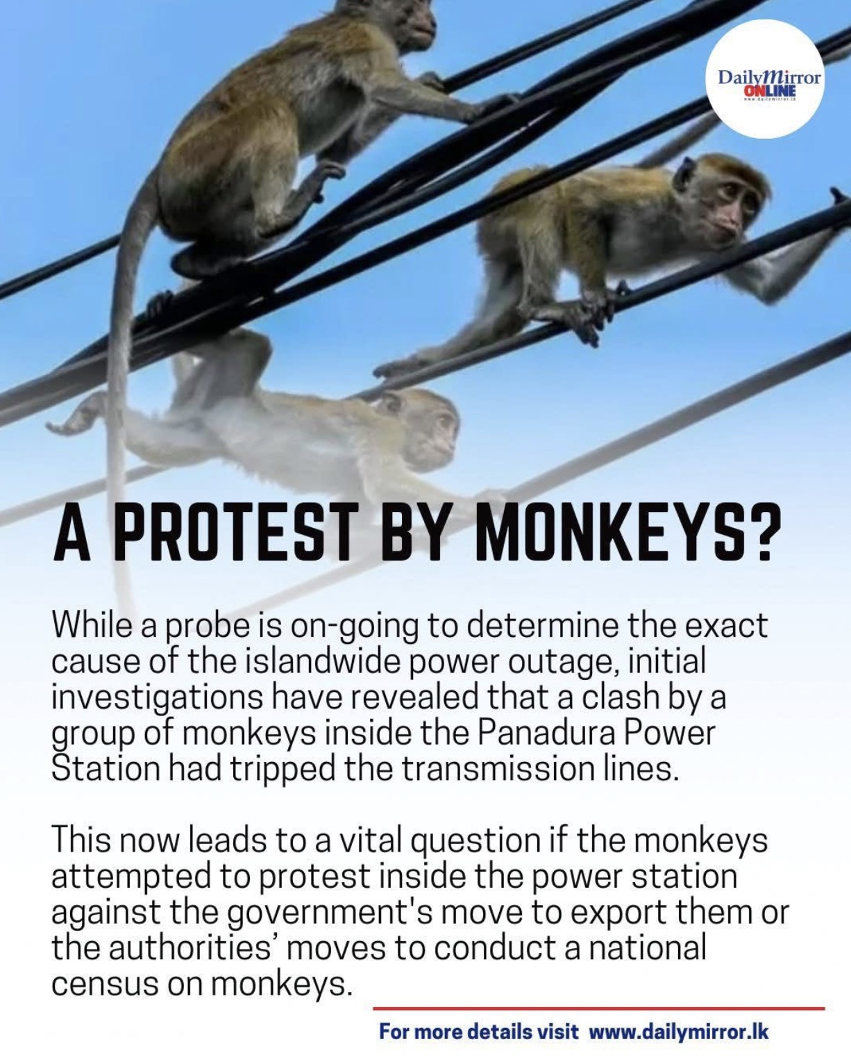 26 Tweets and Reactions to the Monkey Who Caused a Nationwide Blackout ...
