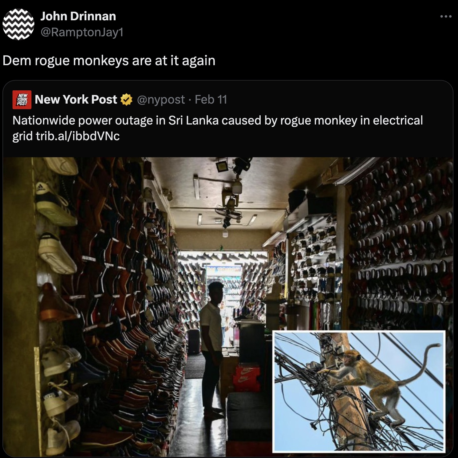 26 Tweets and Reactions to the Monkey Who Caused a Nationwide Blackout ...