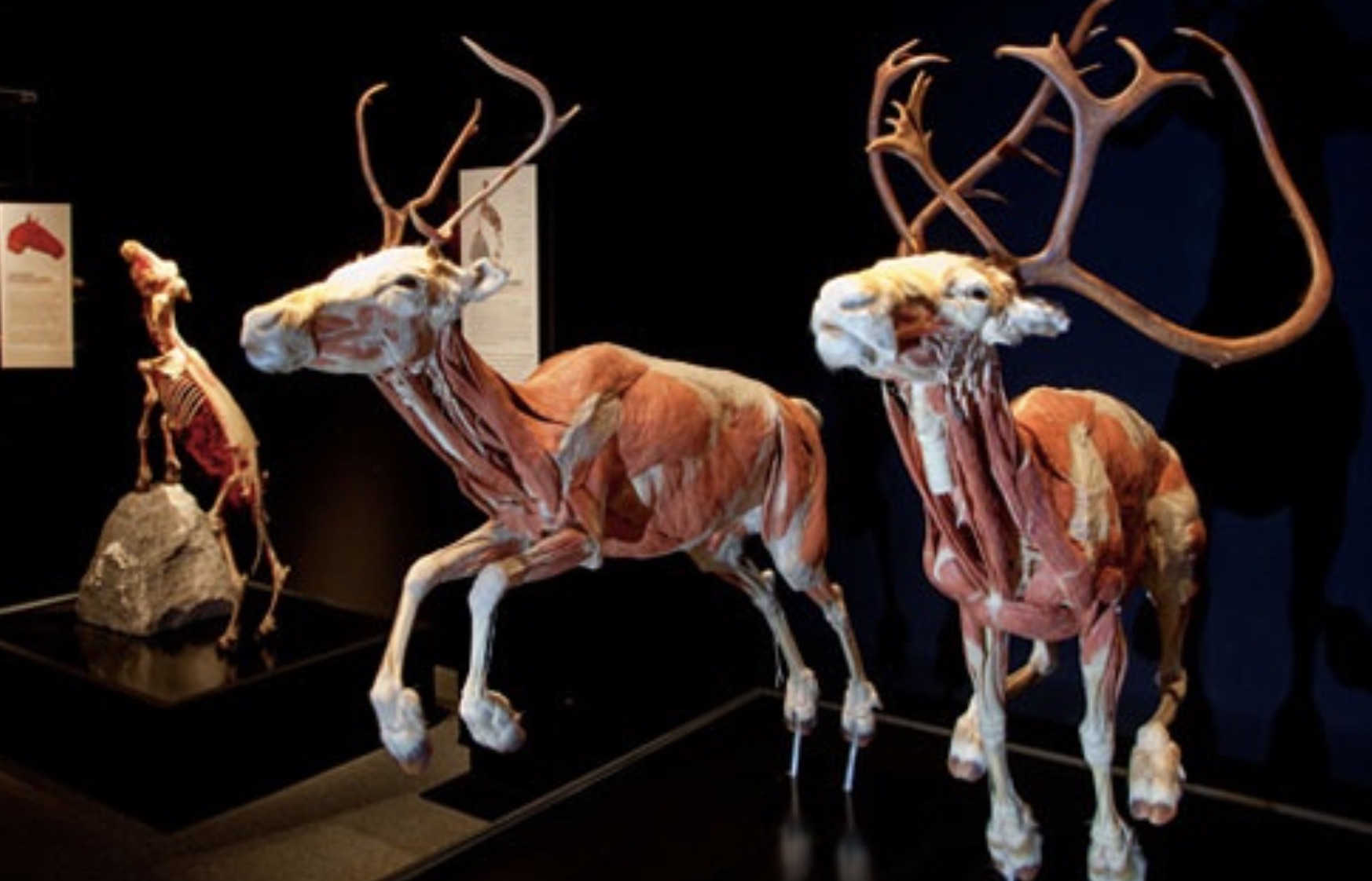 50 Terrifying Inside-Out Anatomy Statues | eBaum's World