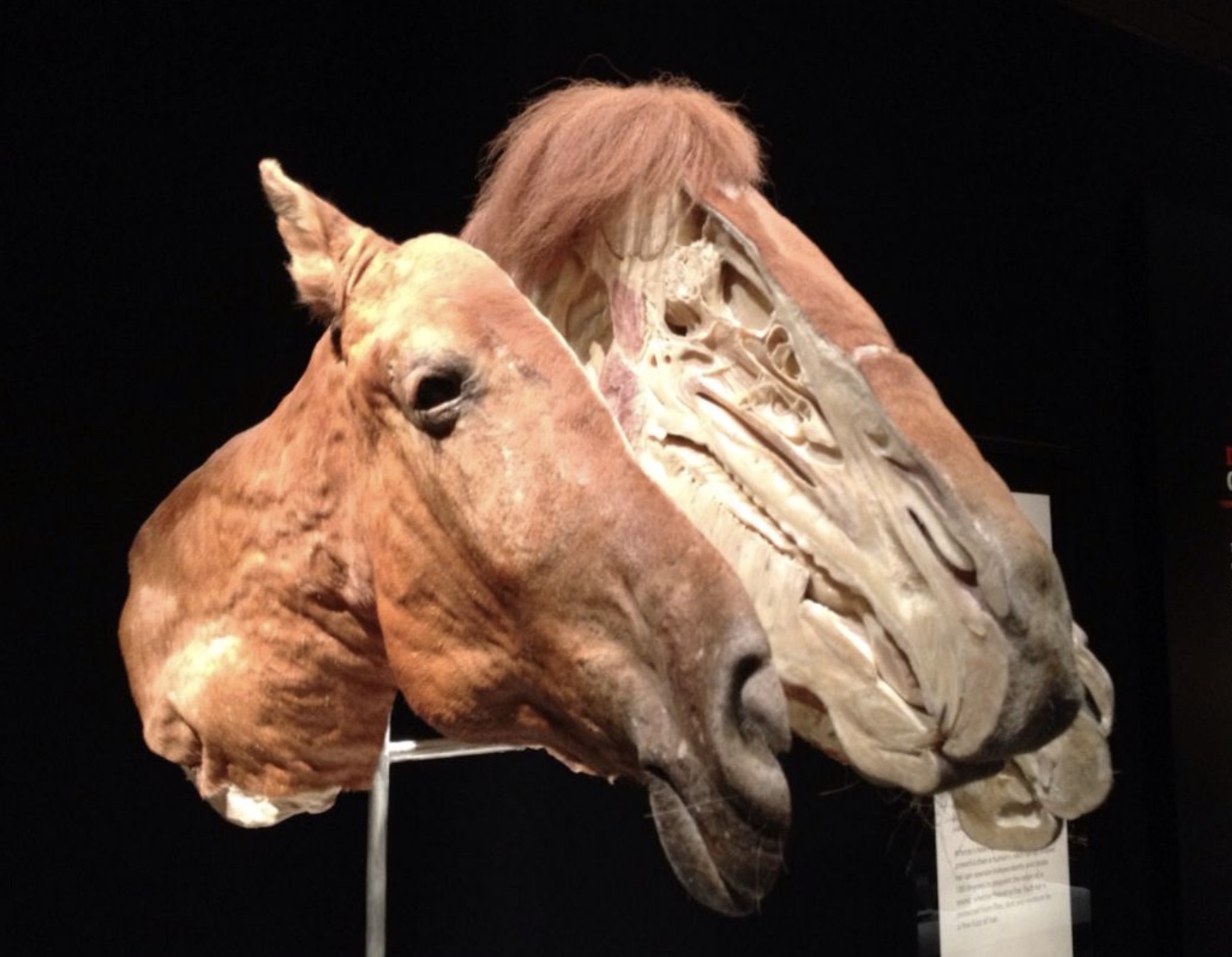 50 Terrifying Inside-Out Anatomy Statues | eBaum's World