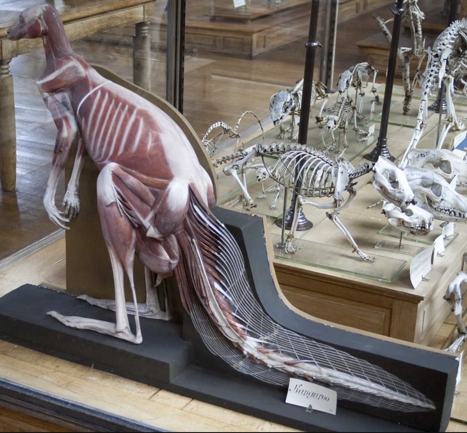 50 Terrifying Inside-Out Anatomy Statues | eBaum's World