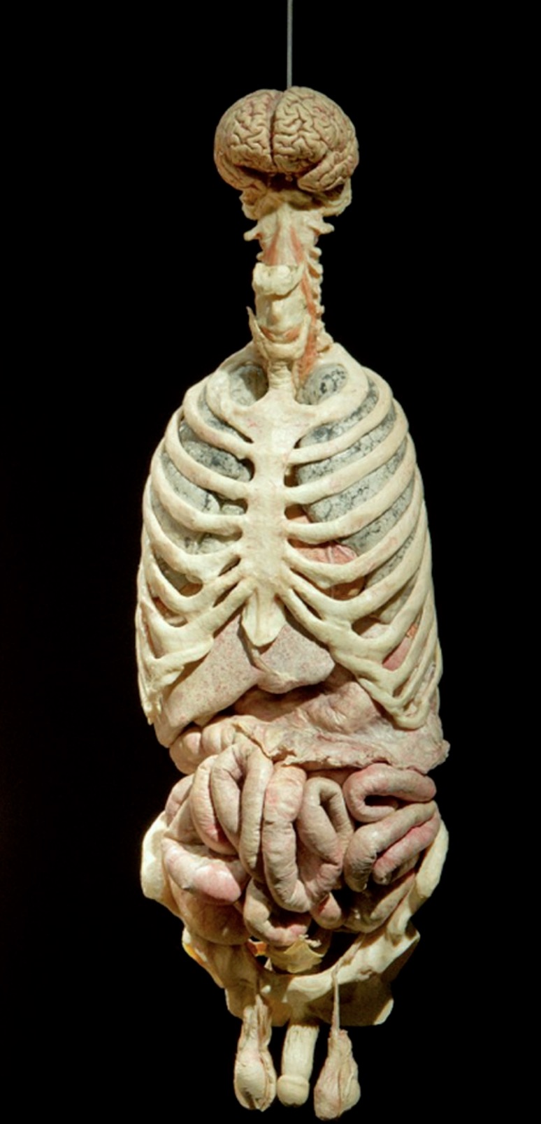 50 Terrifying Inside-Out Anatomy Statues | eBaum's World