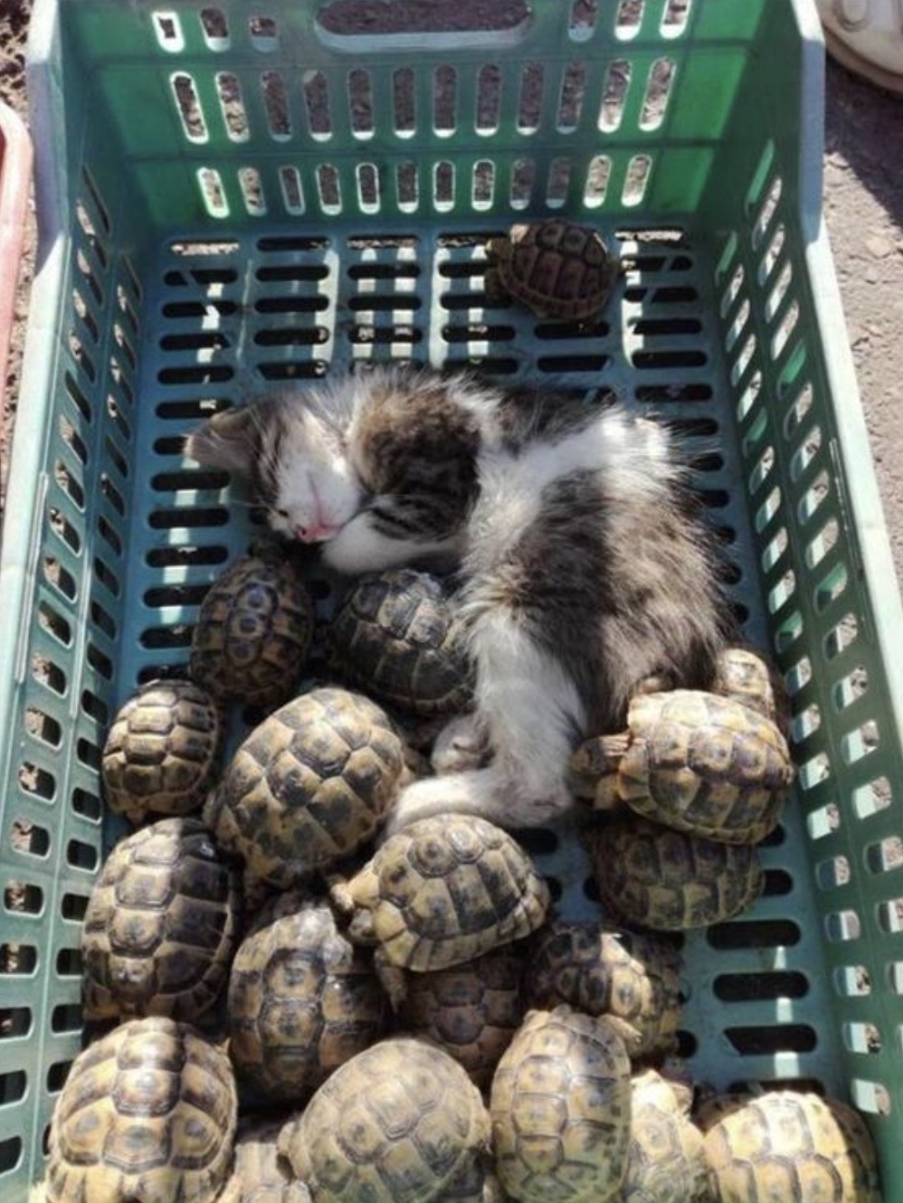 35 Cursed Pics from the Unsettling Depths of the Web | eBaum's World