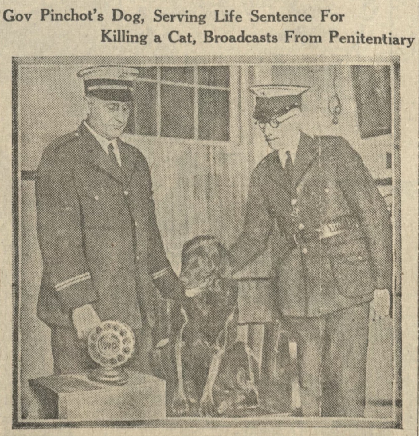 15 Criminal Animals on the Run from the Law | eBaum's World