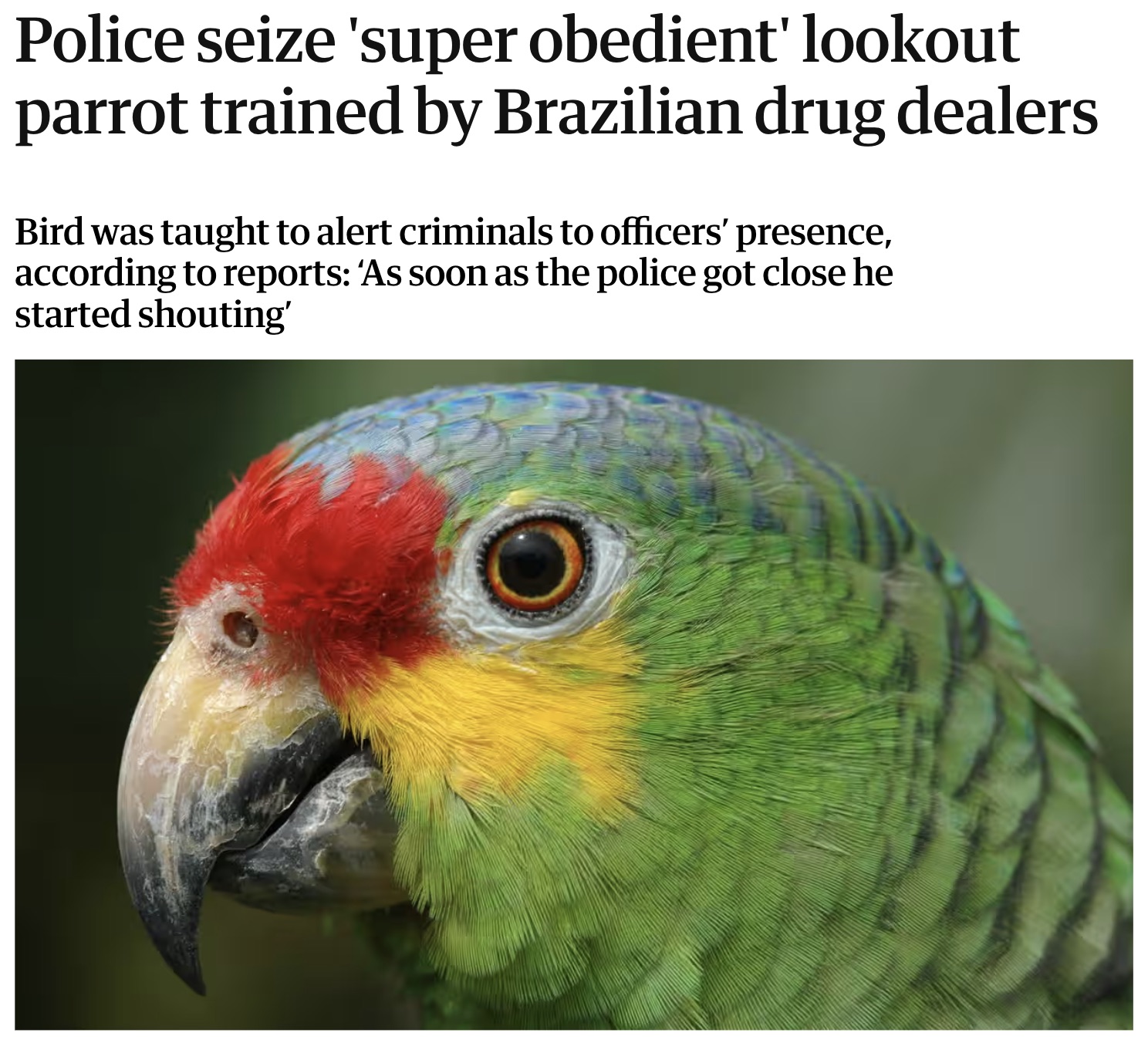 15 Criminal Animals on the Run from the Law | eBaum's World