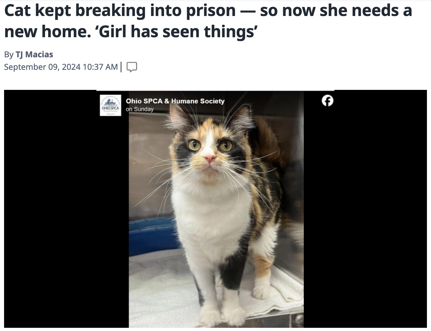 15 Criminal Animals on the Run from the Law | eBaum's World