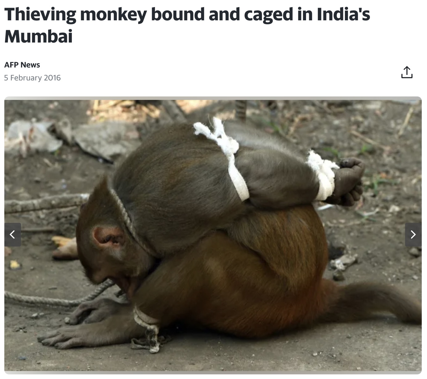 15 Criminal Animals on the Run from the Law | eBaum's World