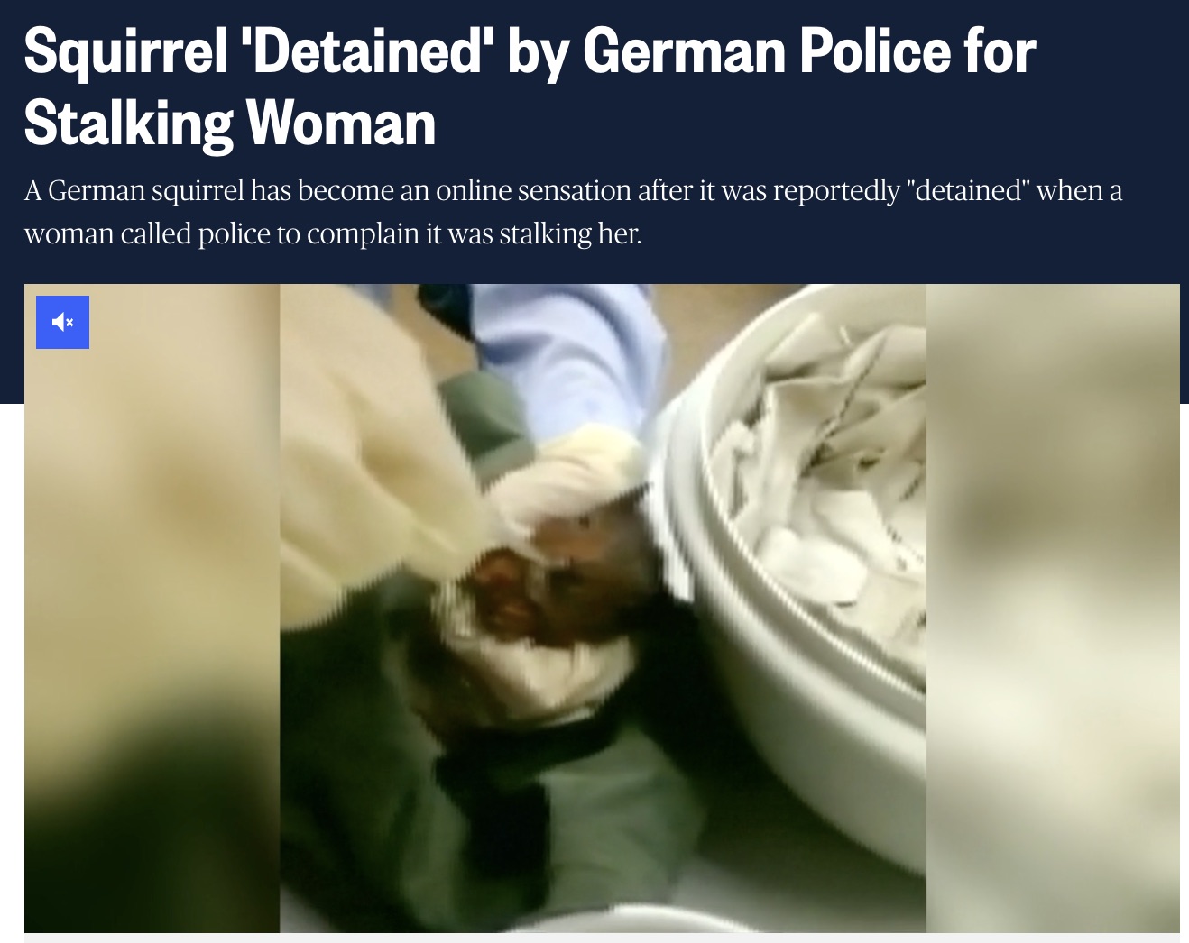 15 Criminal Animals on the Run from the Law | eBaum's World