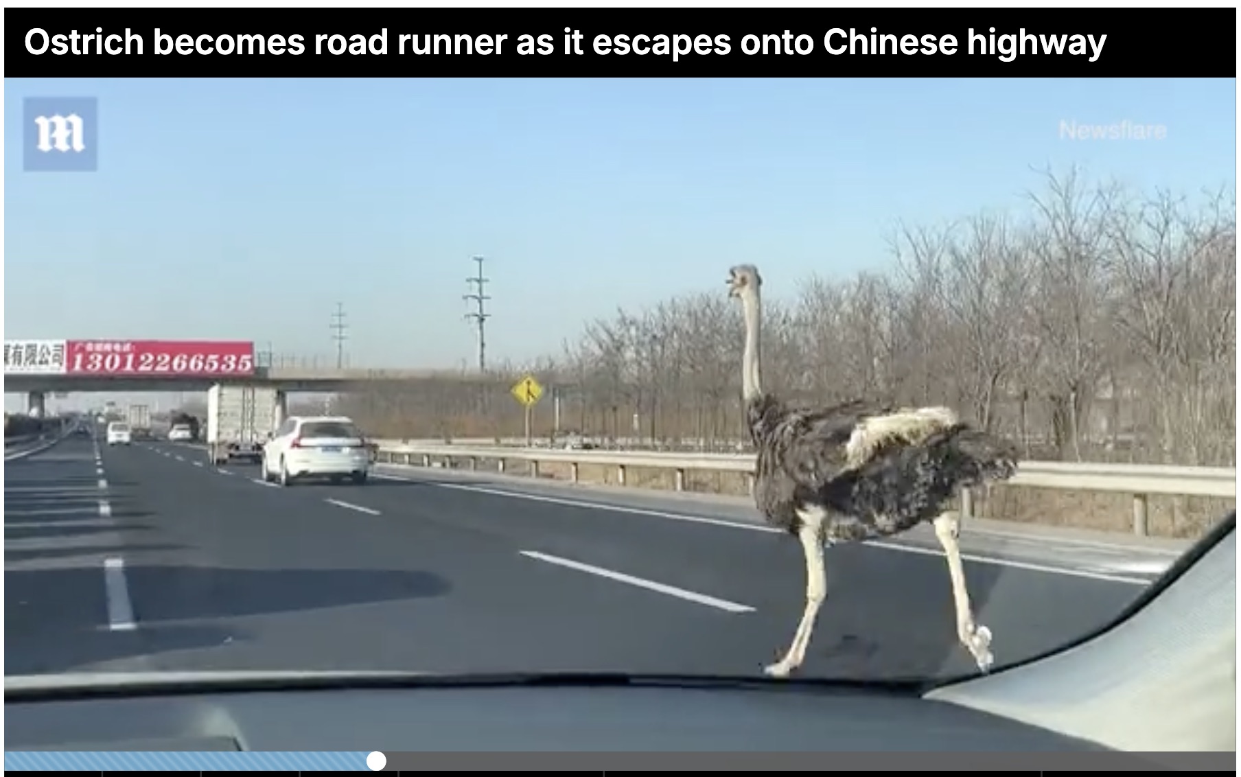 15 Criminal Animals on the Run from the Law | eBaum's World