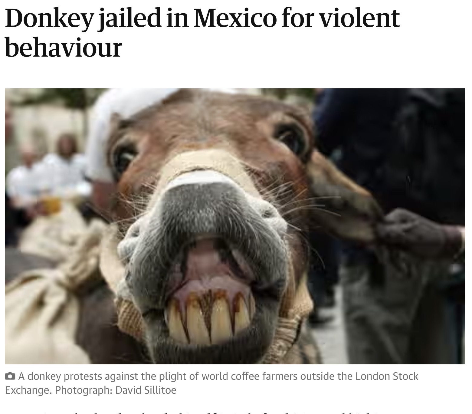 15 Criminal Animals on the Run from the Law | eBaum's World