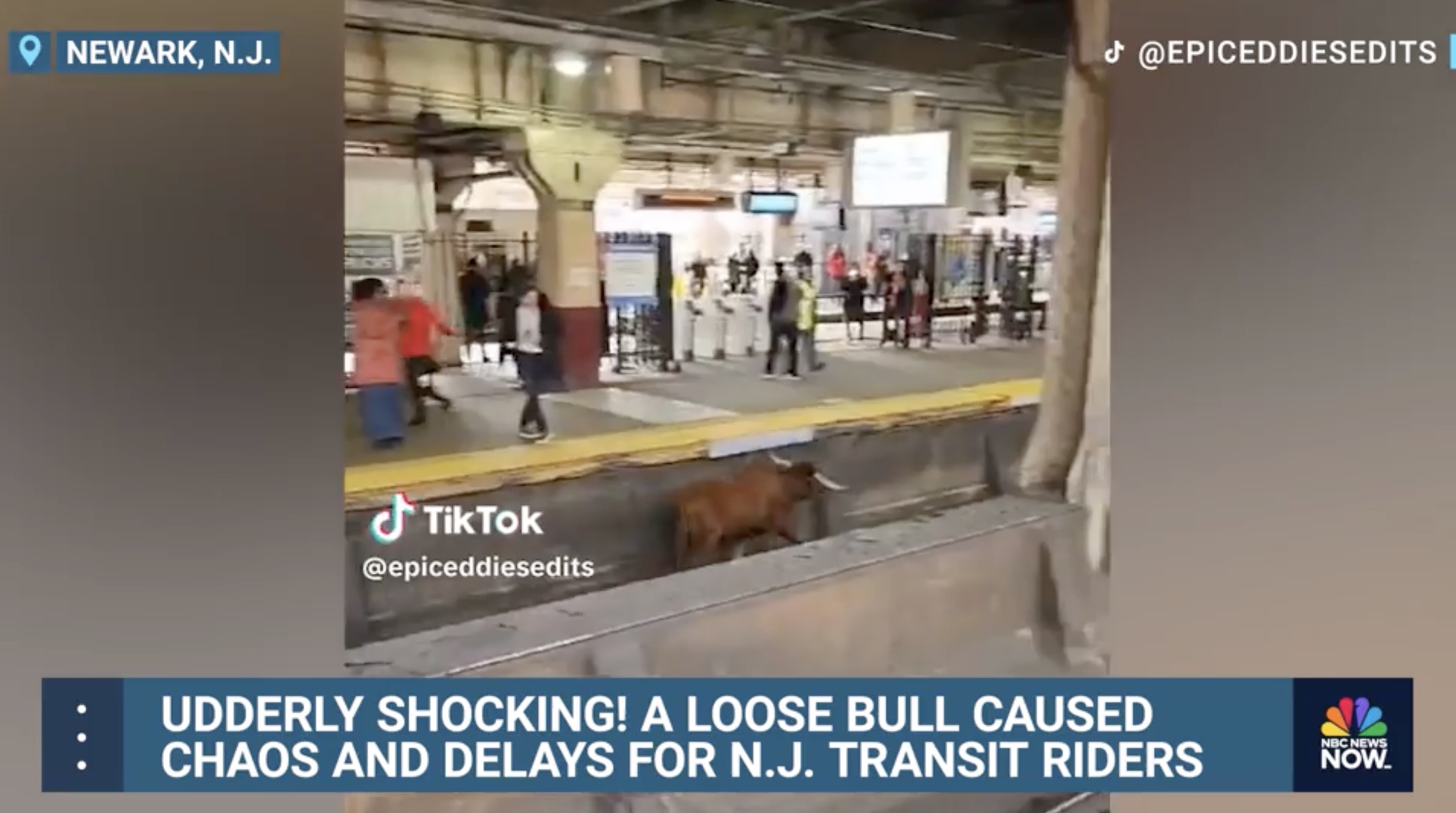 15 Criminal Animals on the Run from the Law | eBaum's World