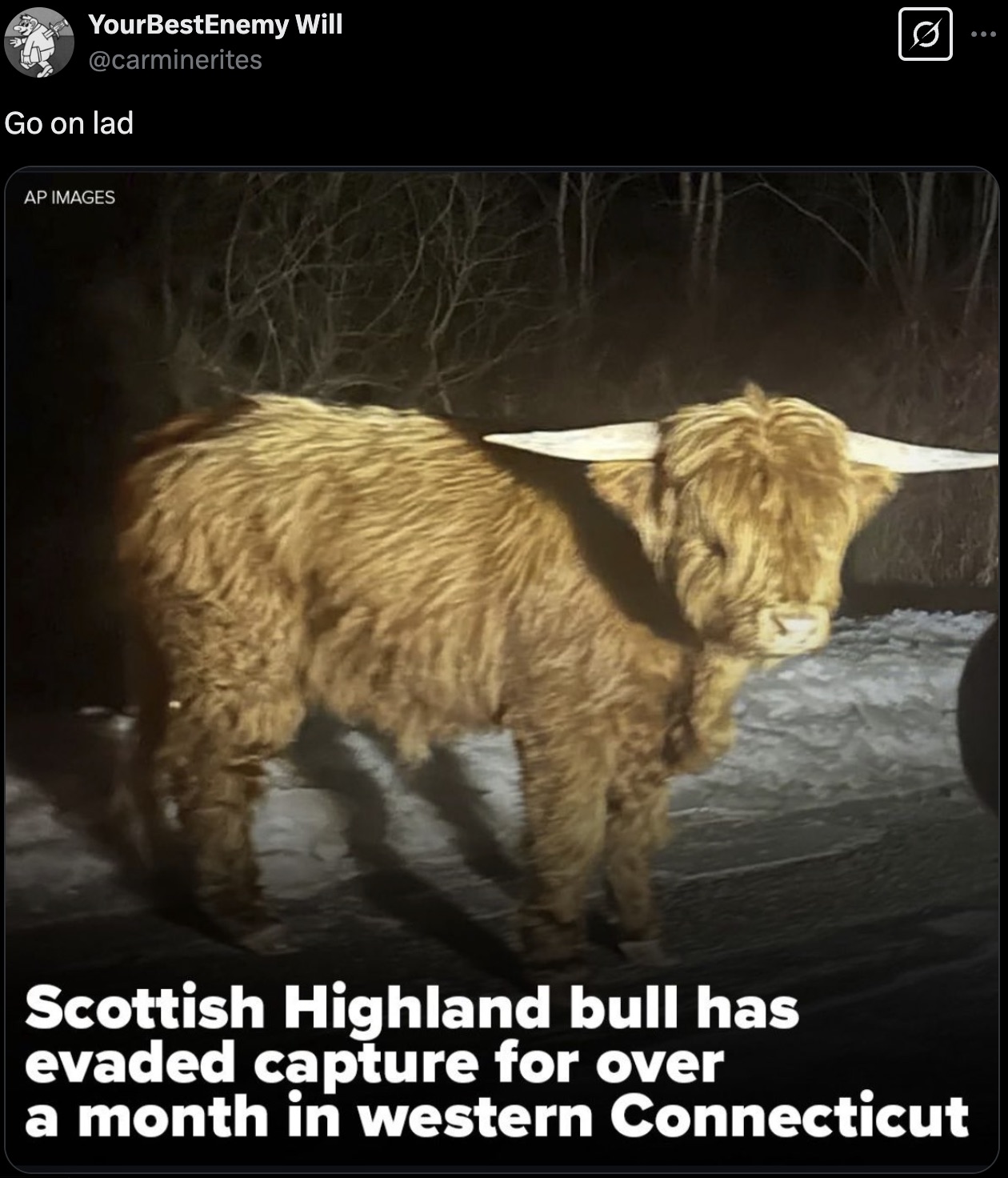 15 Criminal Animals on the Run from the Law | eBaum's World