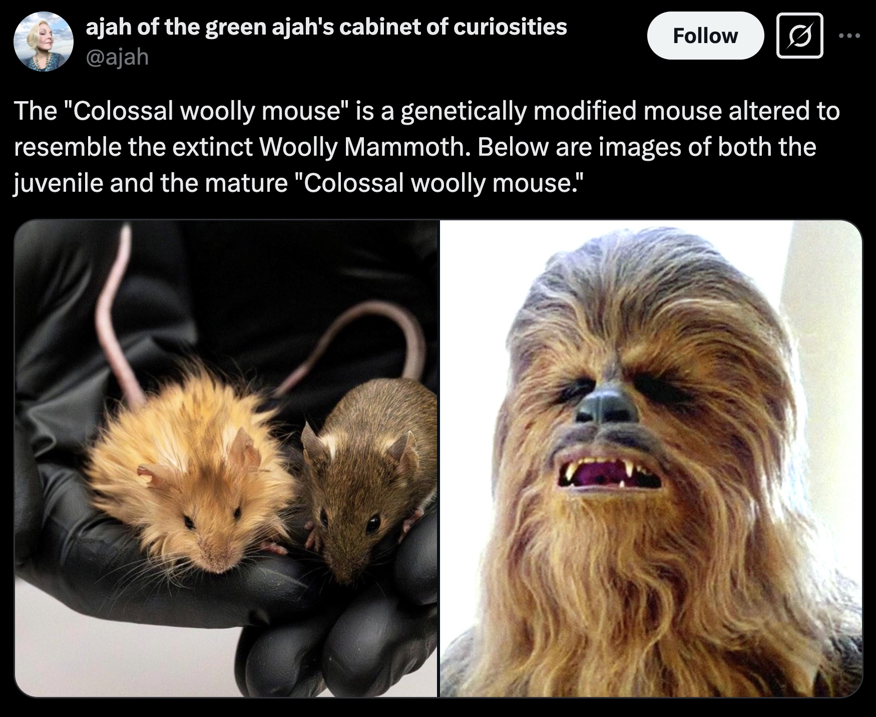 24 Tweets and Reactions to the New Wooly Mice | eBaum's World