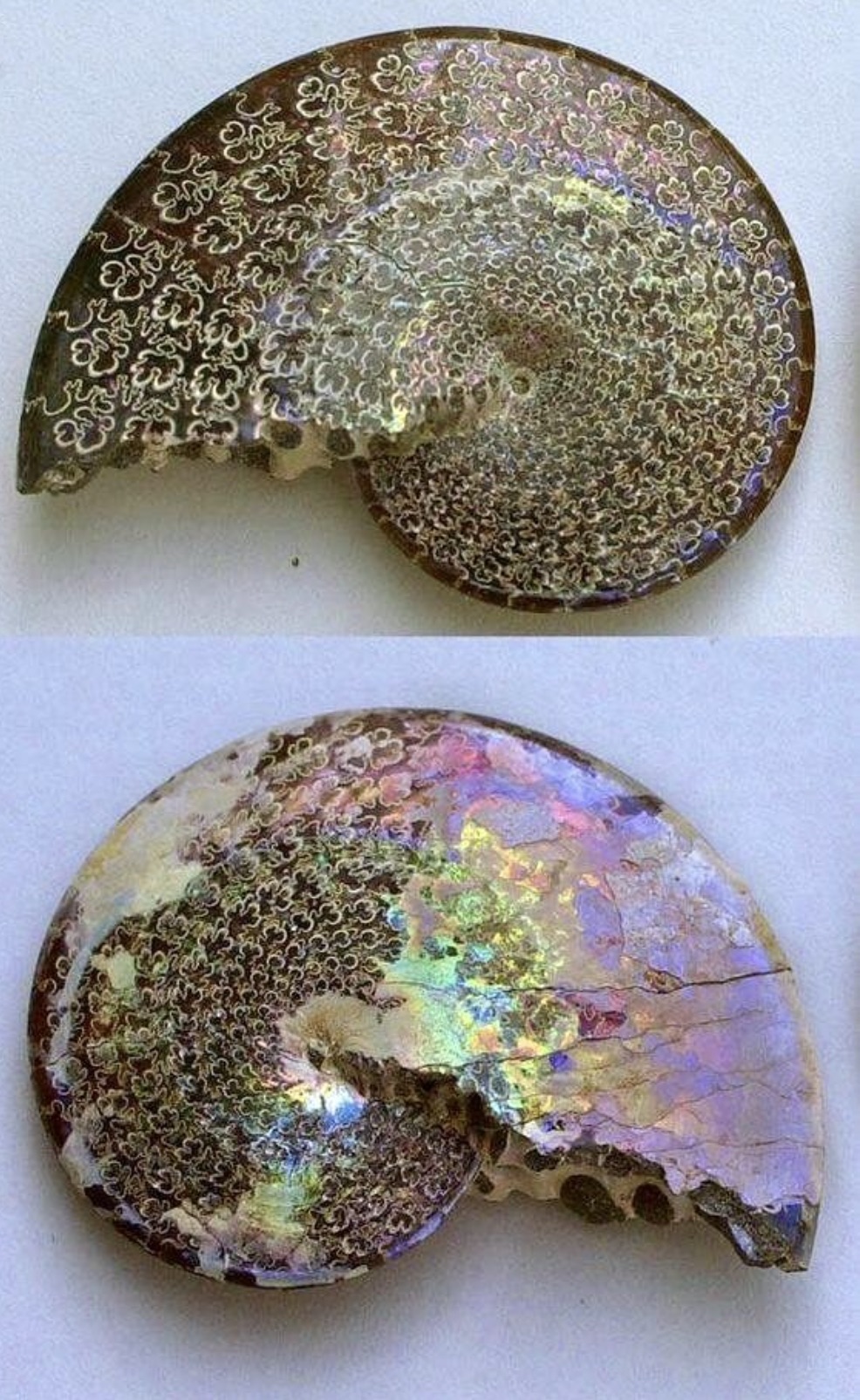 Opals and Opalized Objects for Your Viewing Enjoyment | eBaum's World