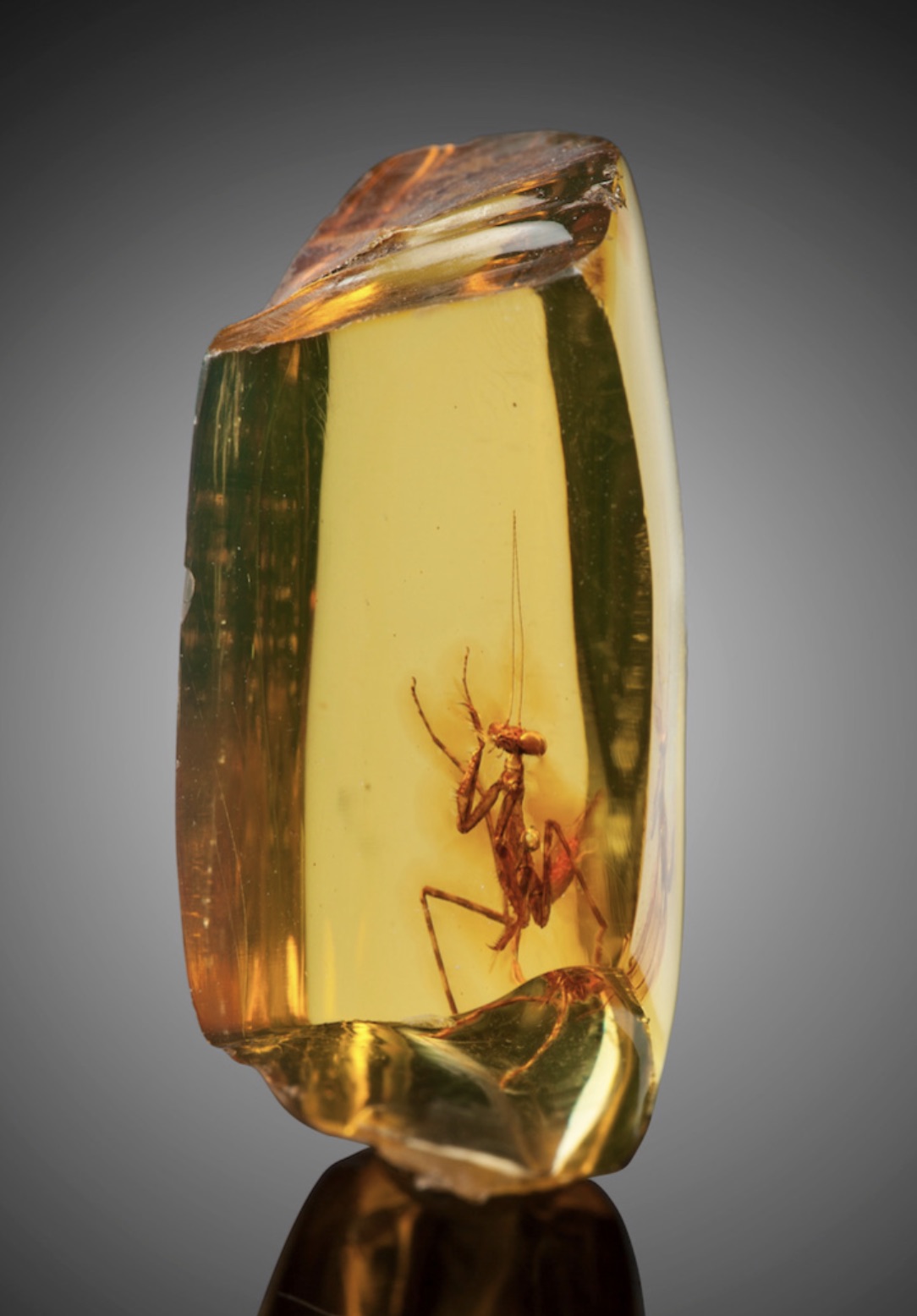 18 Living Things Preserved Forever in Amber | eBaum's World