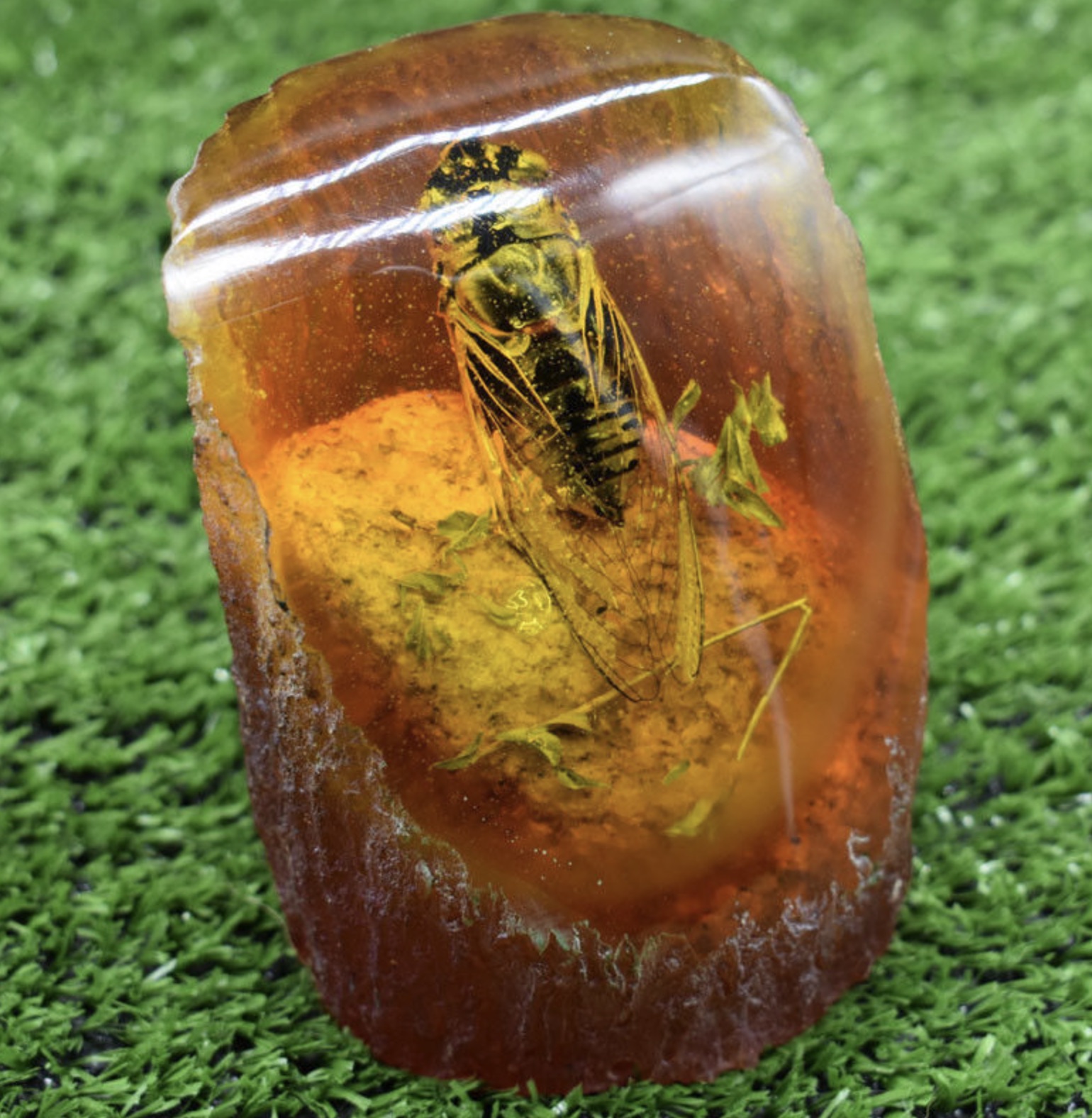 18 Living Things Preserved Forever in Amber | eBaum's World