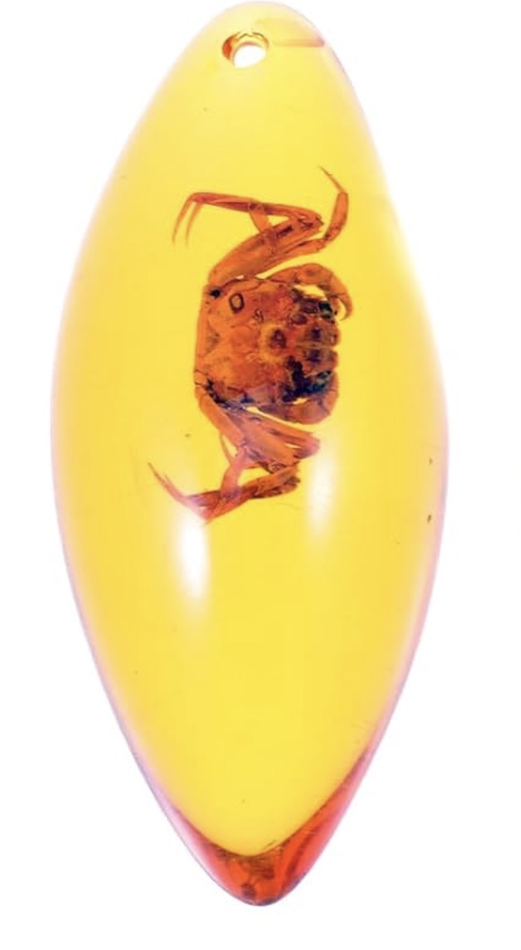 18 Living Things Preserved Forever in Amber | eBaum's World