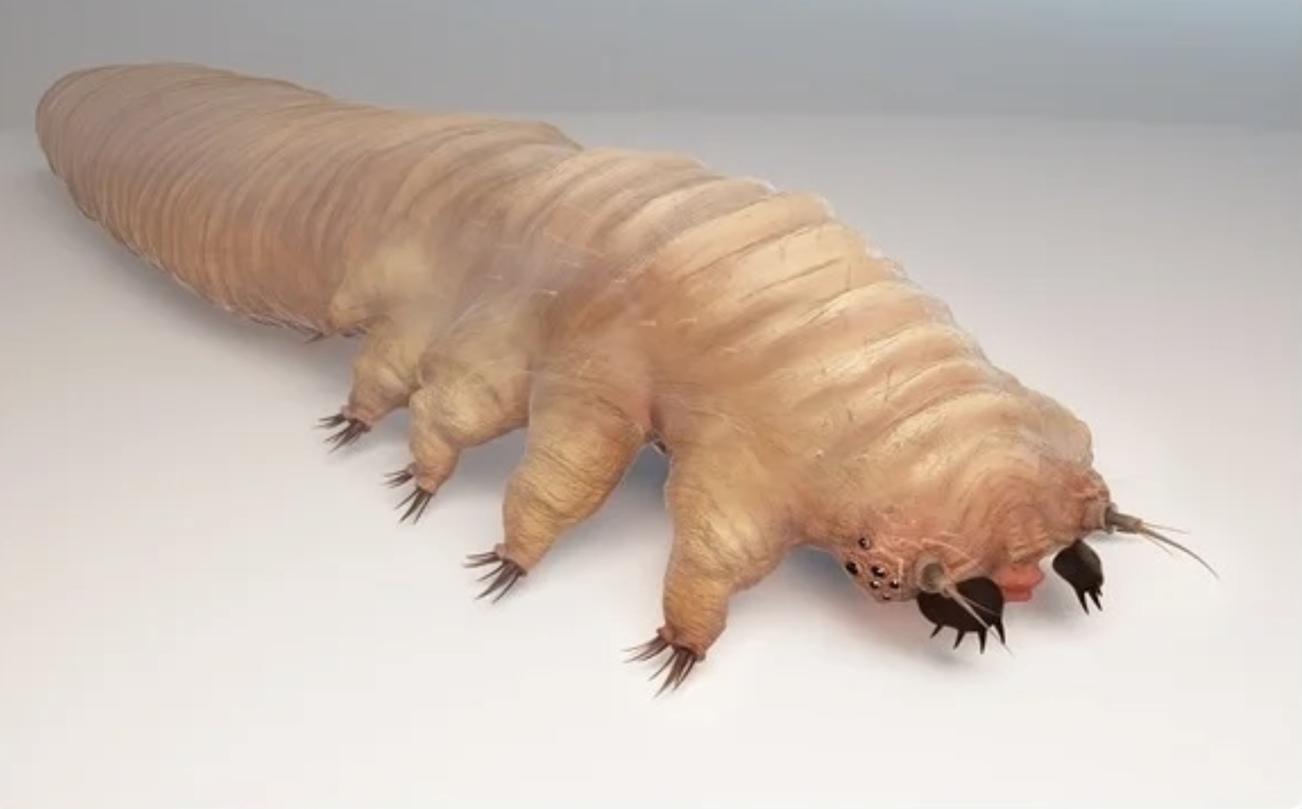 Pics of the Microscopic Beings Living On and Among Us | eBaum's World