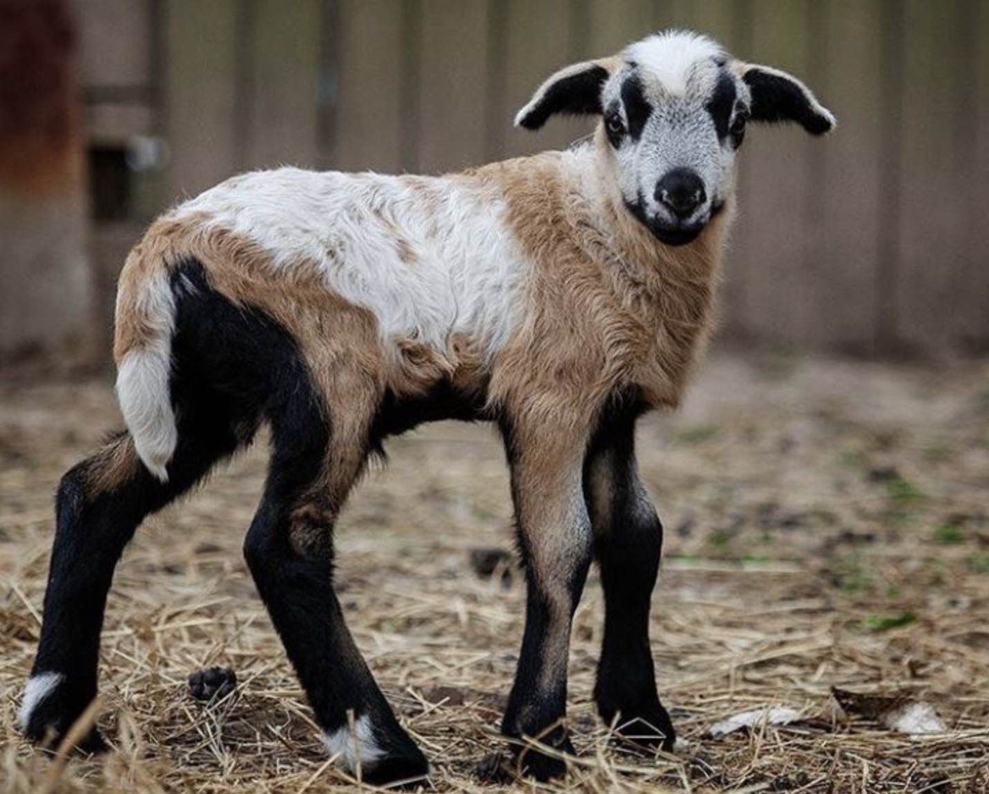 Real-Life Hybrid Animals Linking Nature and Science | eBaum's World