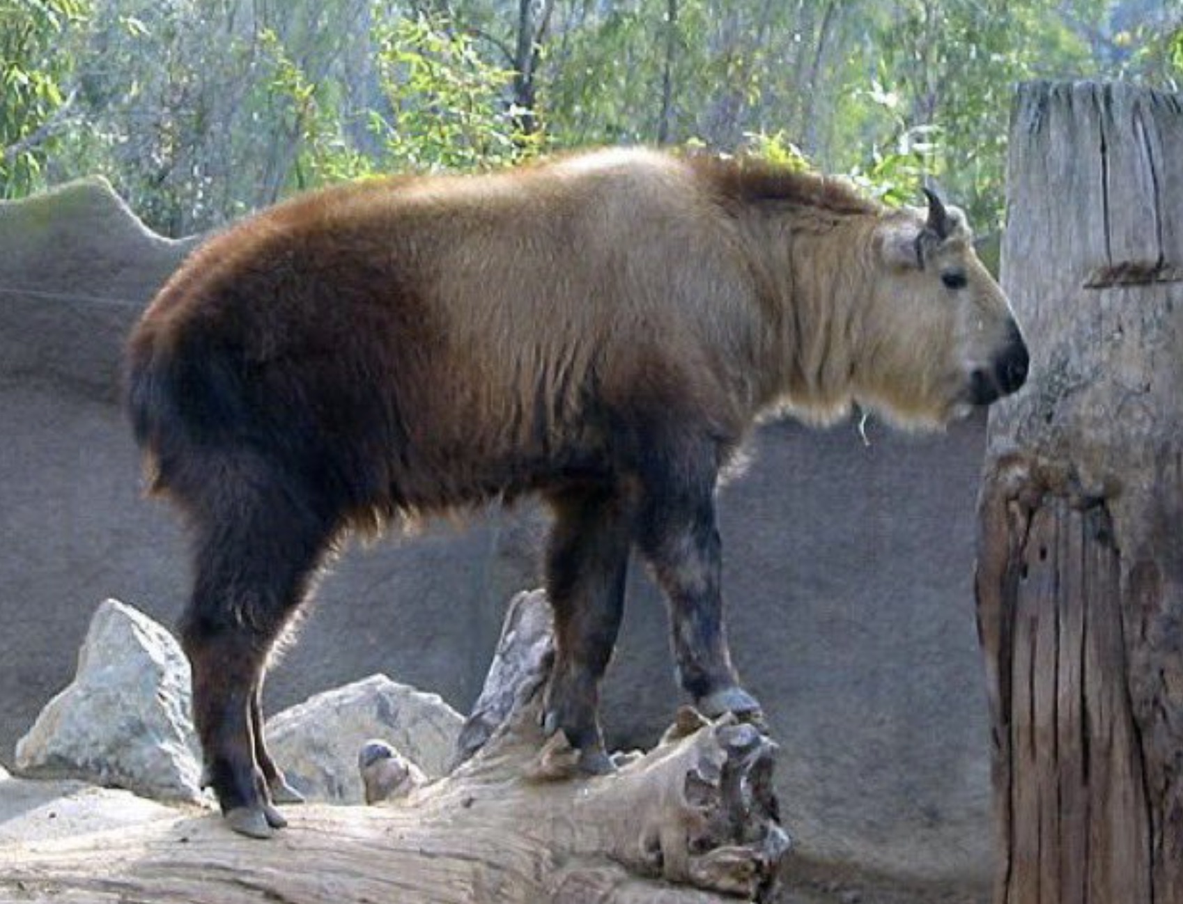 Real-Life Hybrid Animals Linking Nature and Science | eBaum's World
