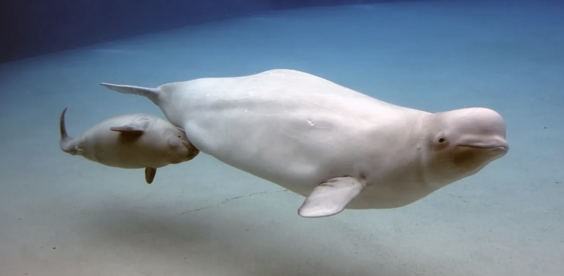Real-Life Hybrid Animals Linking Nature and Science | eBaum's World