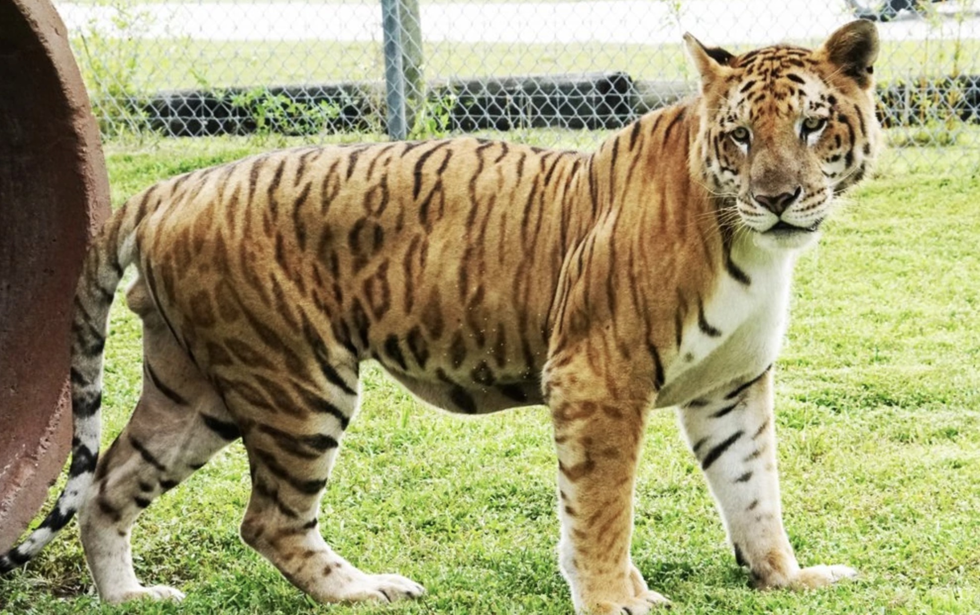 Real-Life Hybrid Animals Linking Nature and Science | eBaum's World