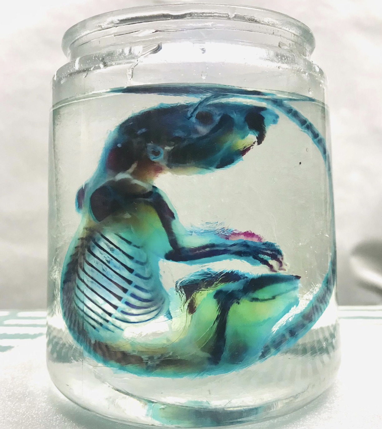 Animals With See-Through Skin: 20 Photos Of Diaphonization | eBaum's World